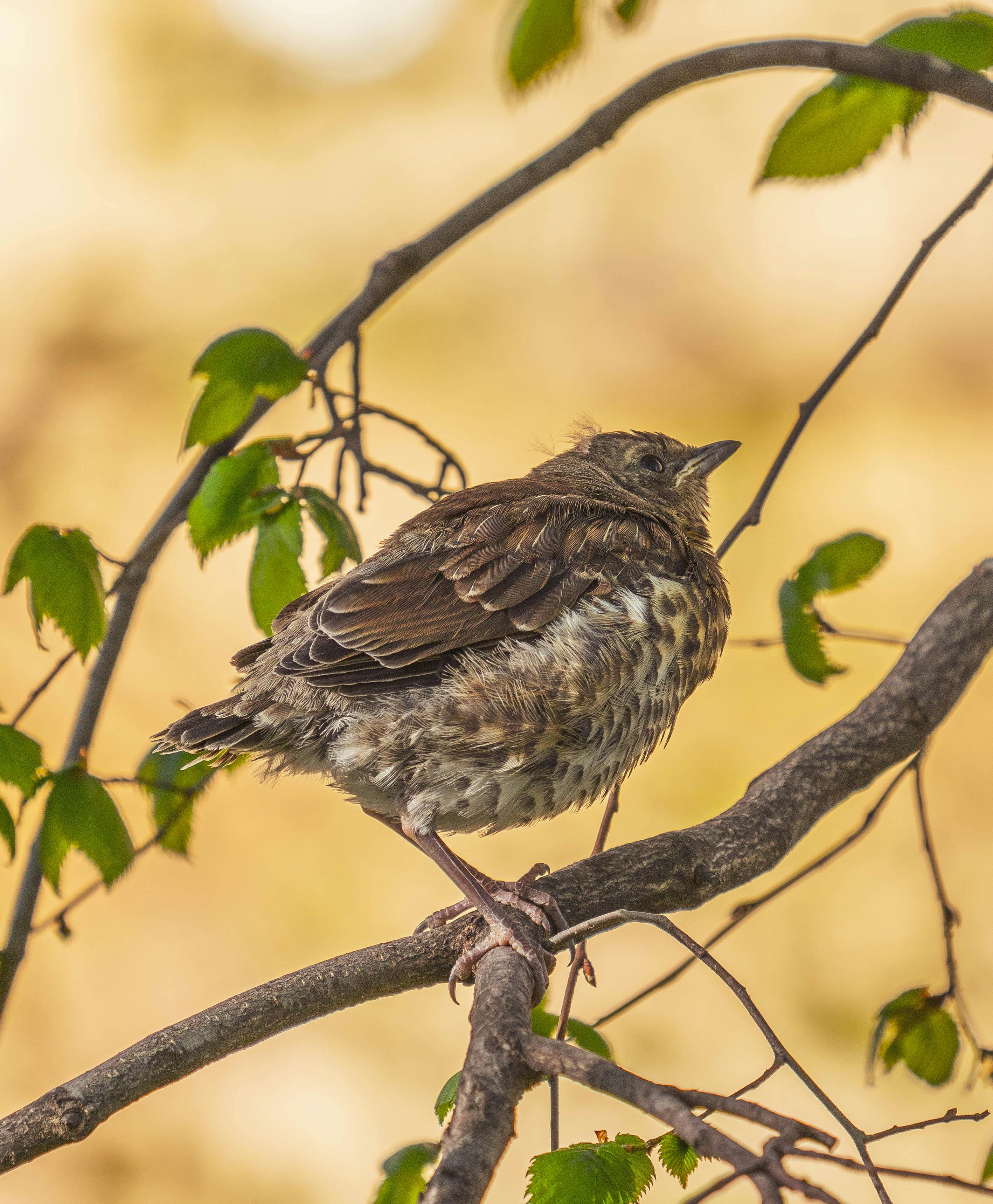 Song Thrush Bird Perched on Tree Branches · Free Stock Photo