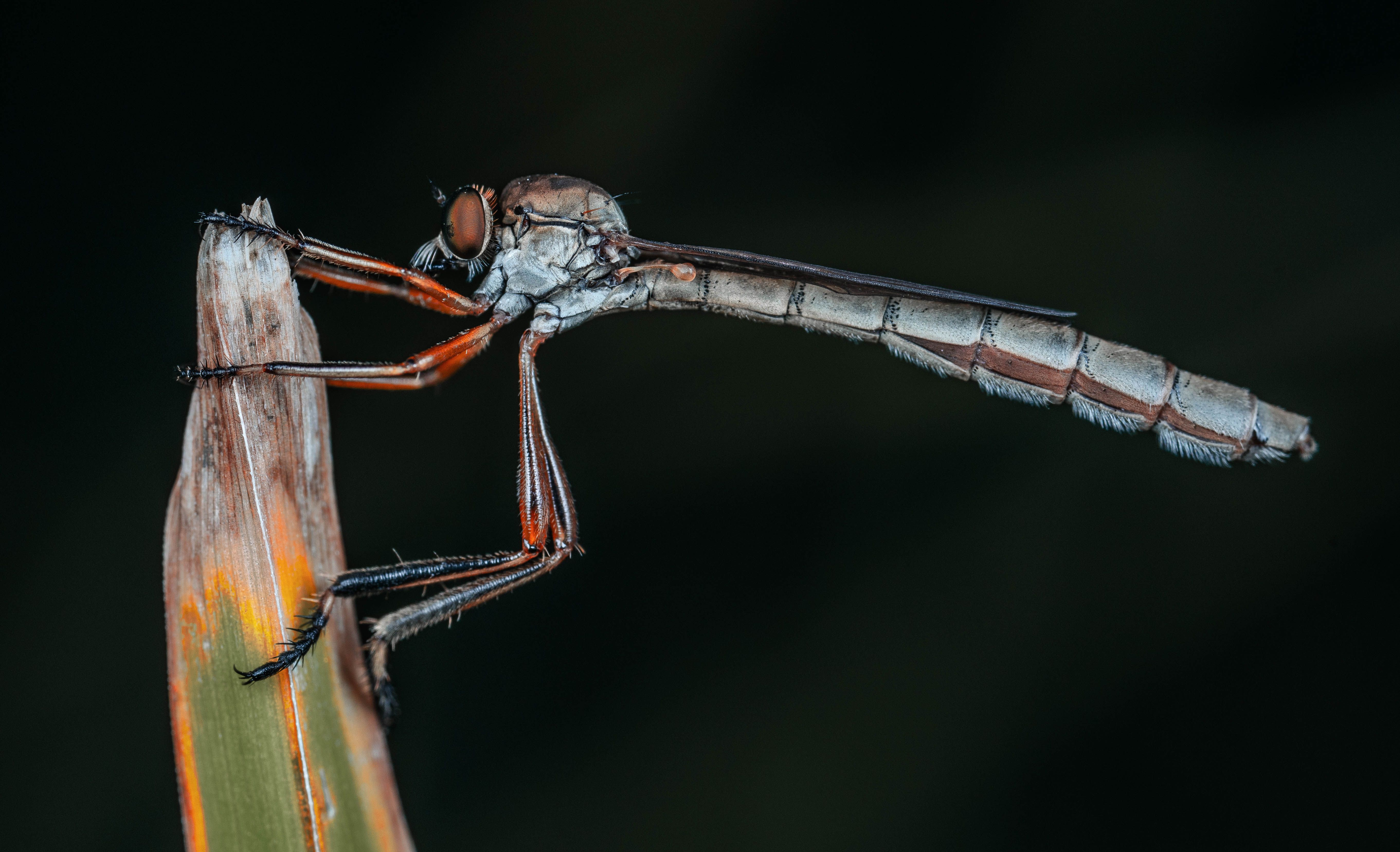 Little Insect on Leaf · Free Stock Photo