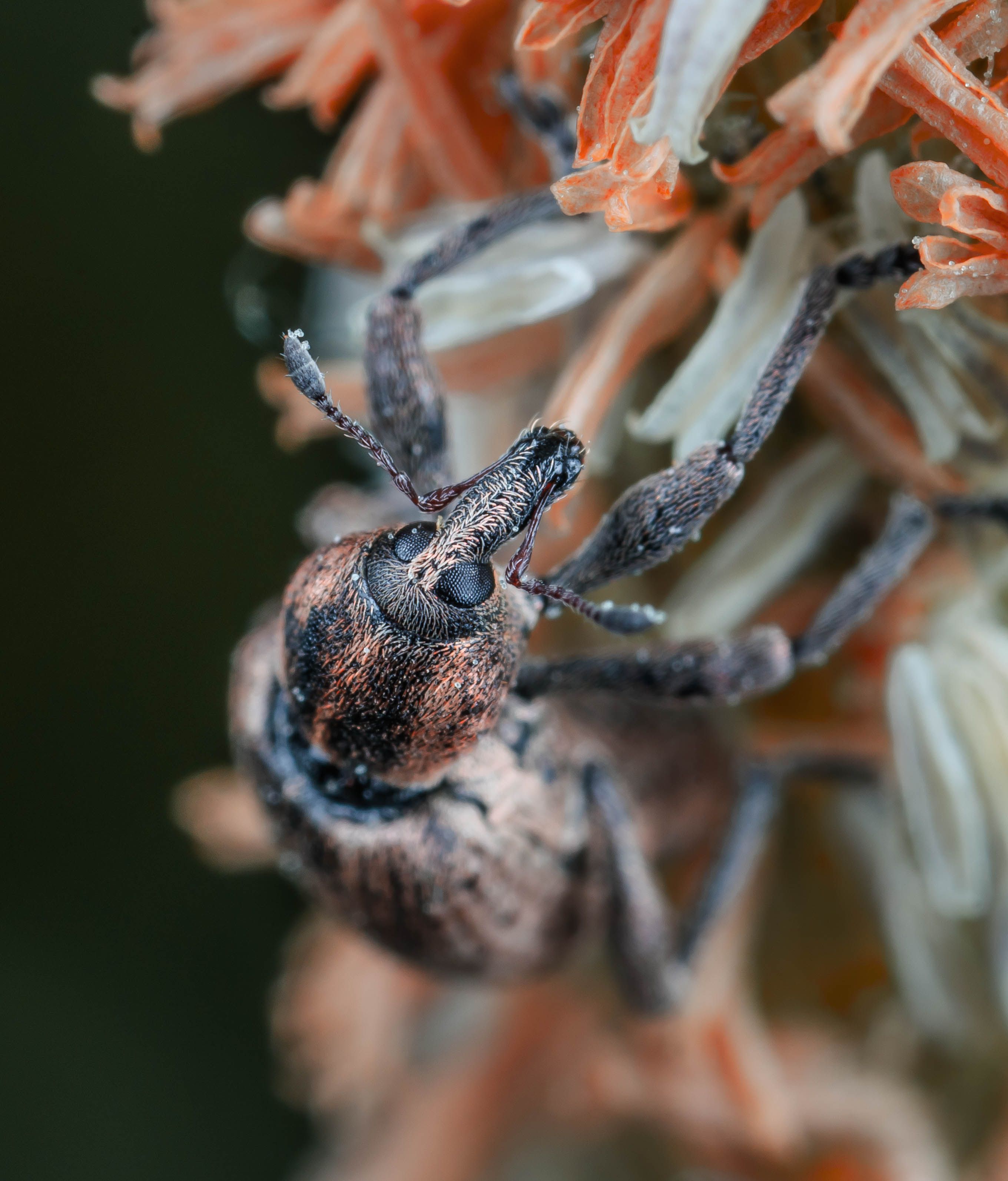 Close-Up Shot of a Tarantula · Free Stock Photo