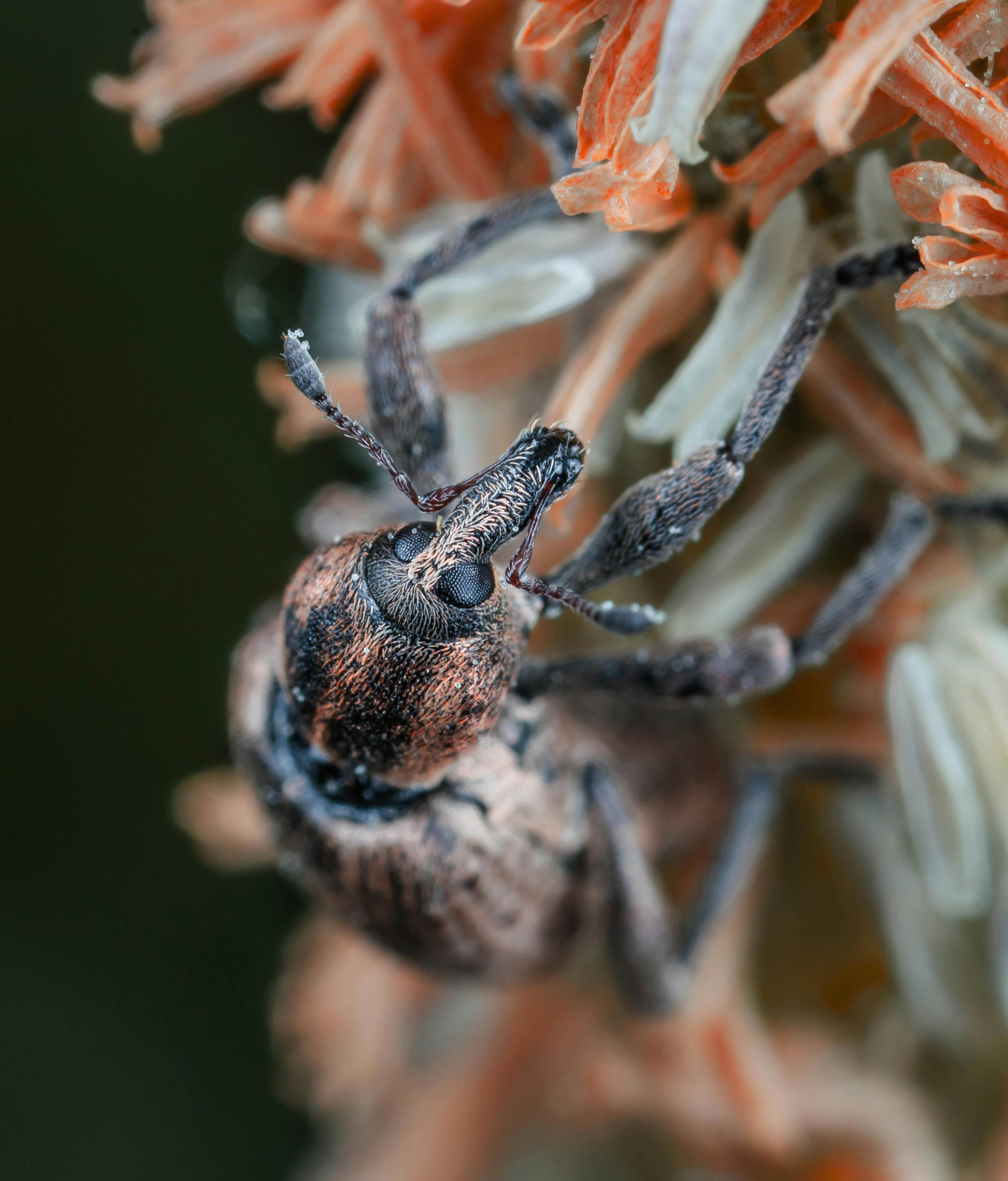 Tarantula on Plant in Close-up View · Free Stock Photo