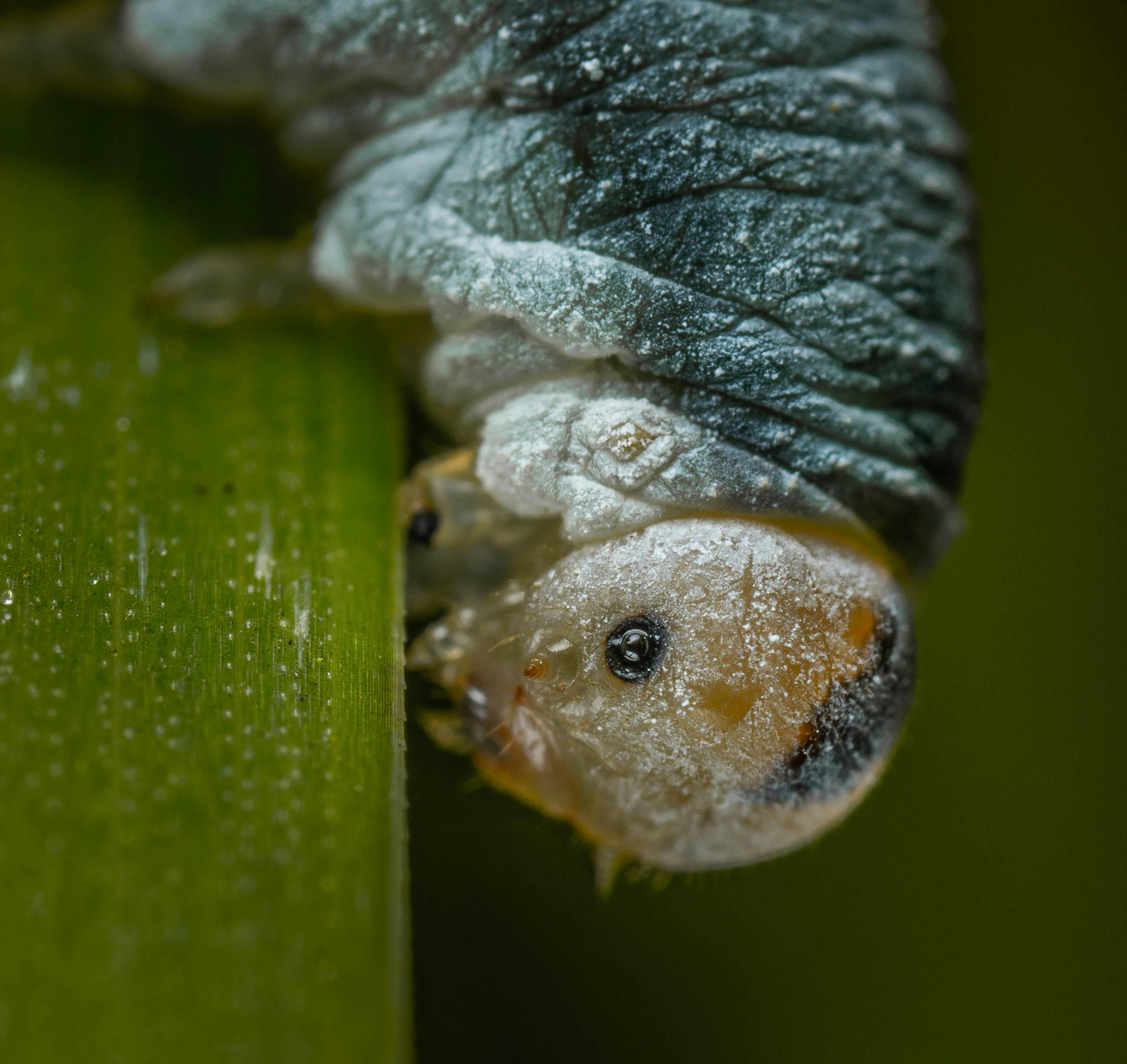 Caterpillar on Leaf · Free Stock Photo