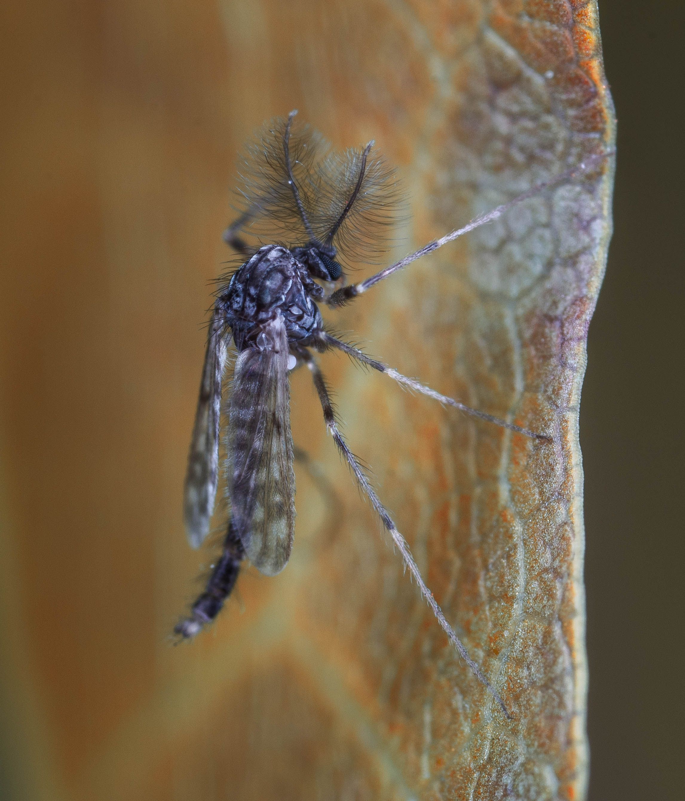 Black White Mosquito · Free Stock Photo
