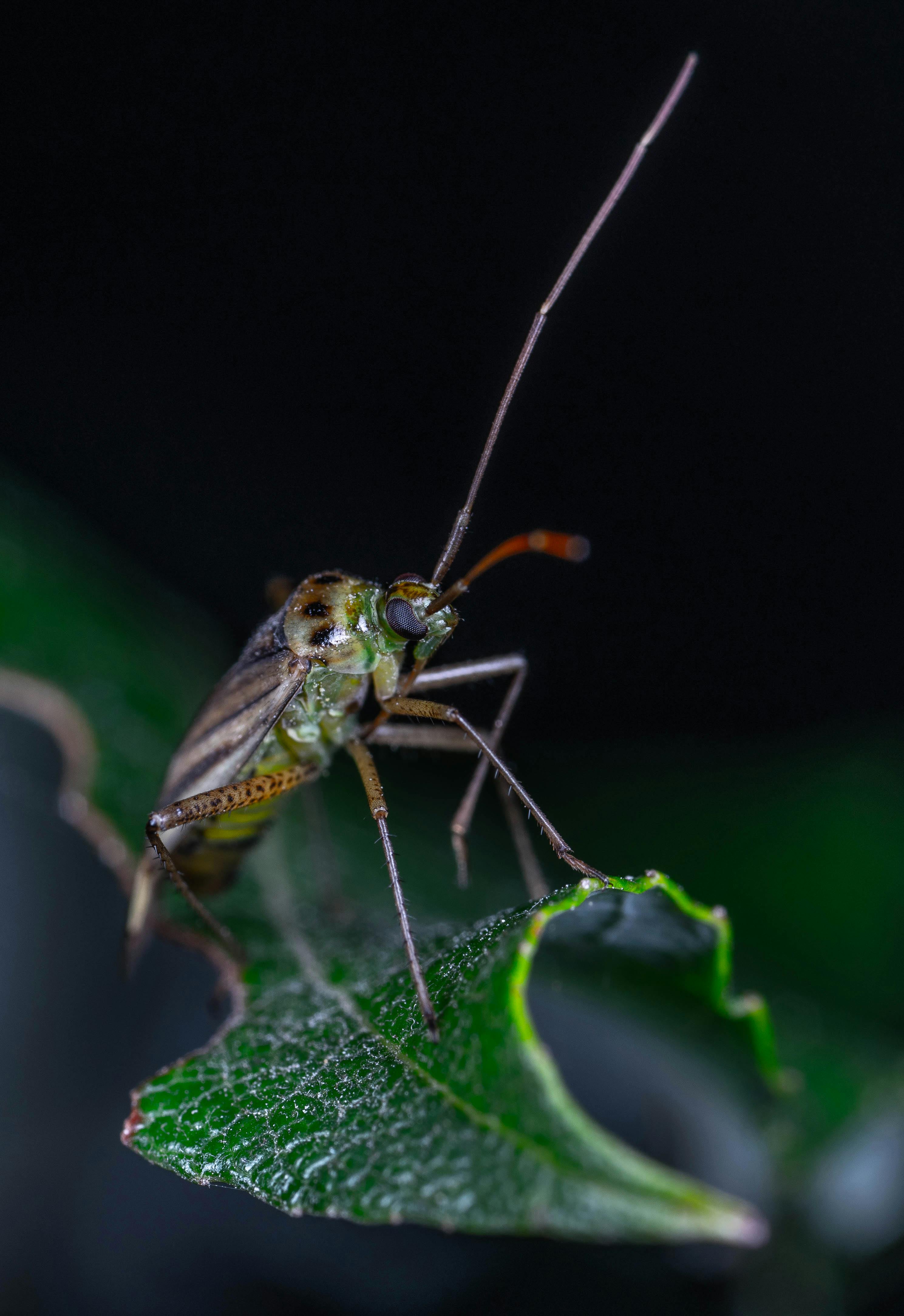 Foto de stock gratuita sobre antenas, artrópodo, beetle, bicho, biólogo ...