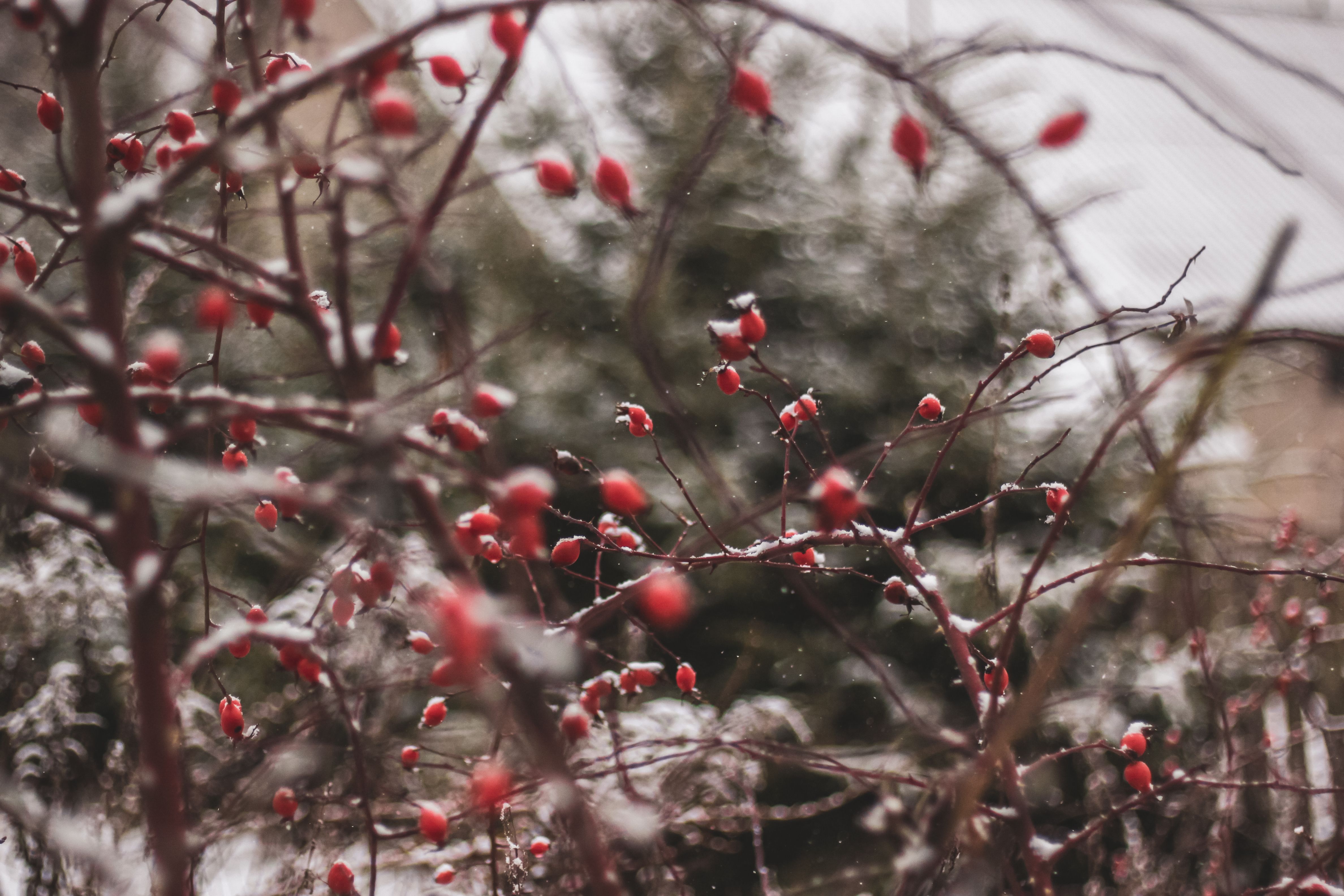Snow on Shrubs · Free Stock Photo