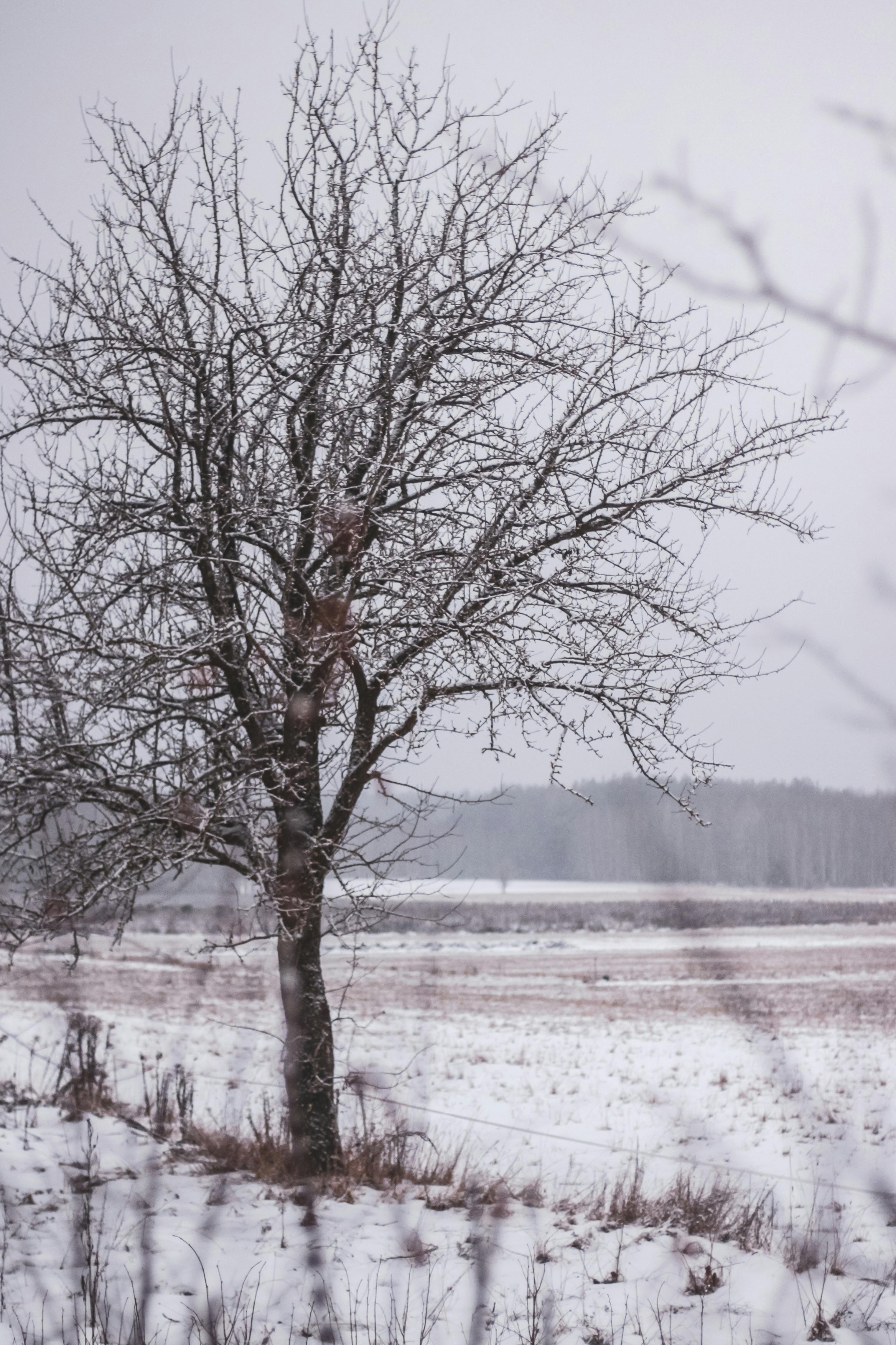 Leafless Tree on an Open Field Under White Sky · Free Stock Photo