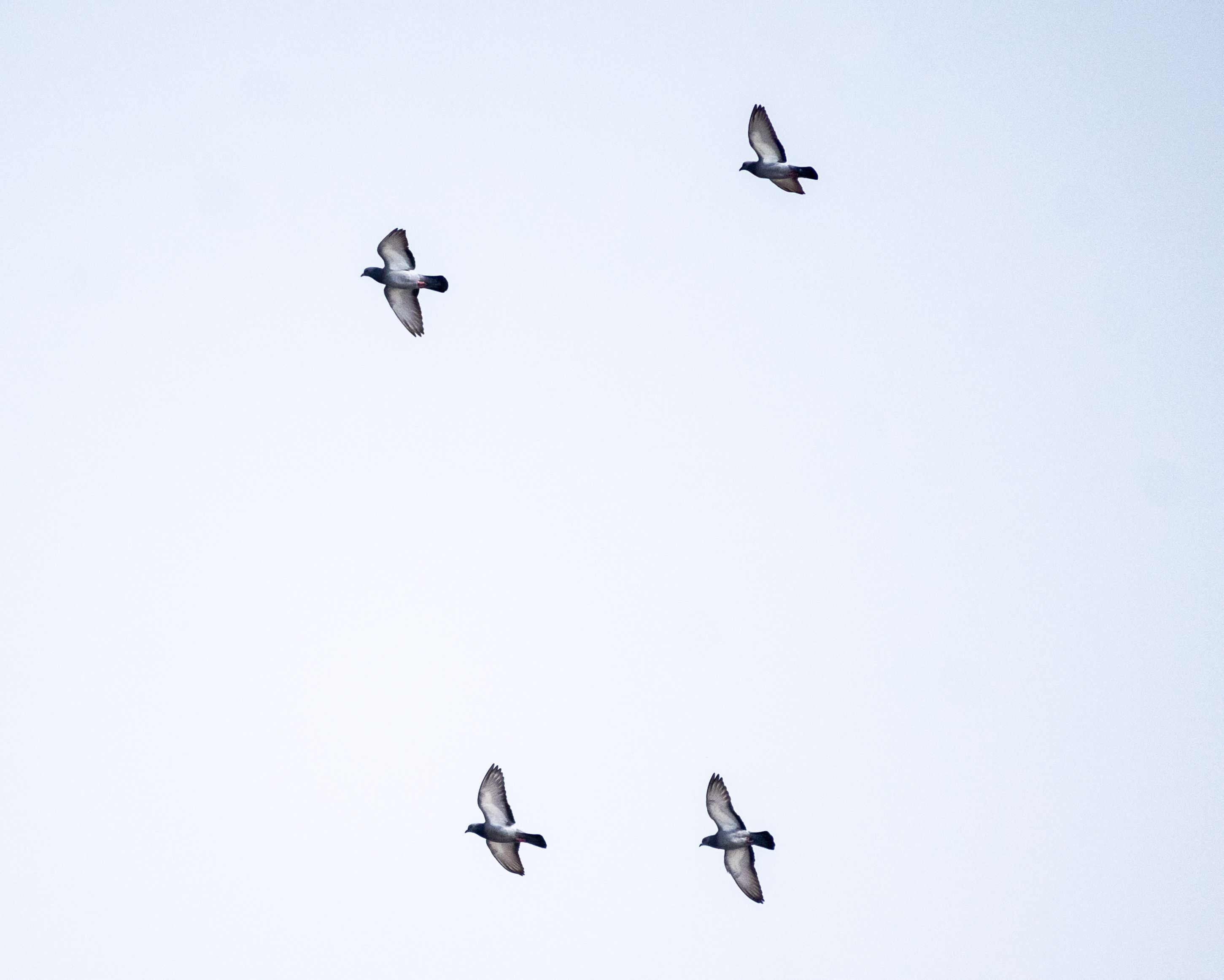 Sky Birds Photos, Download The BEST Free Sky Birds Stock Photos & HD Images