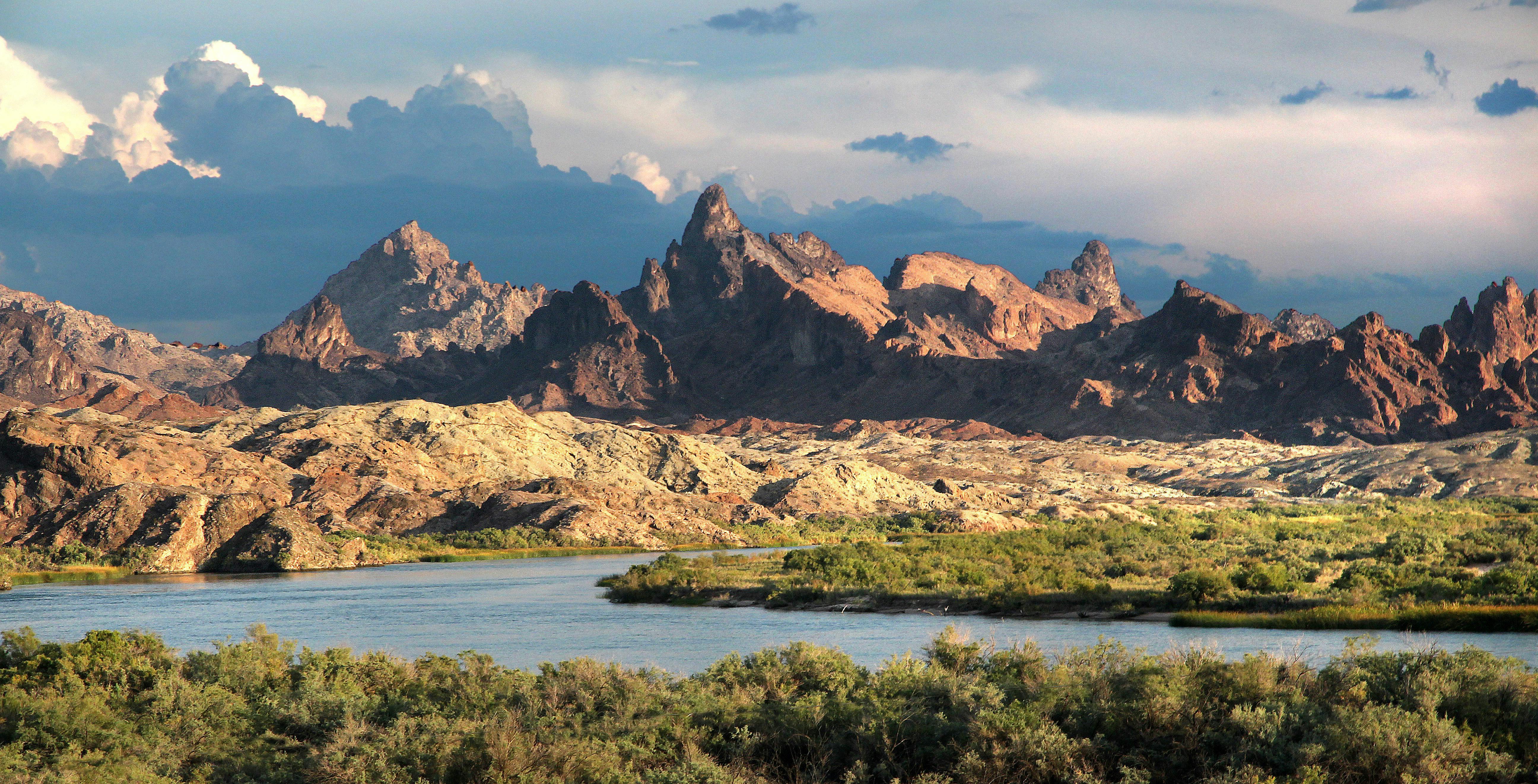 Gray Scale Photo of Trees · Free Stock Photo
