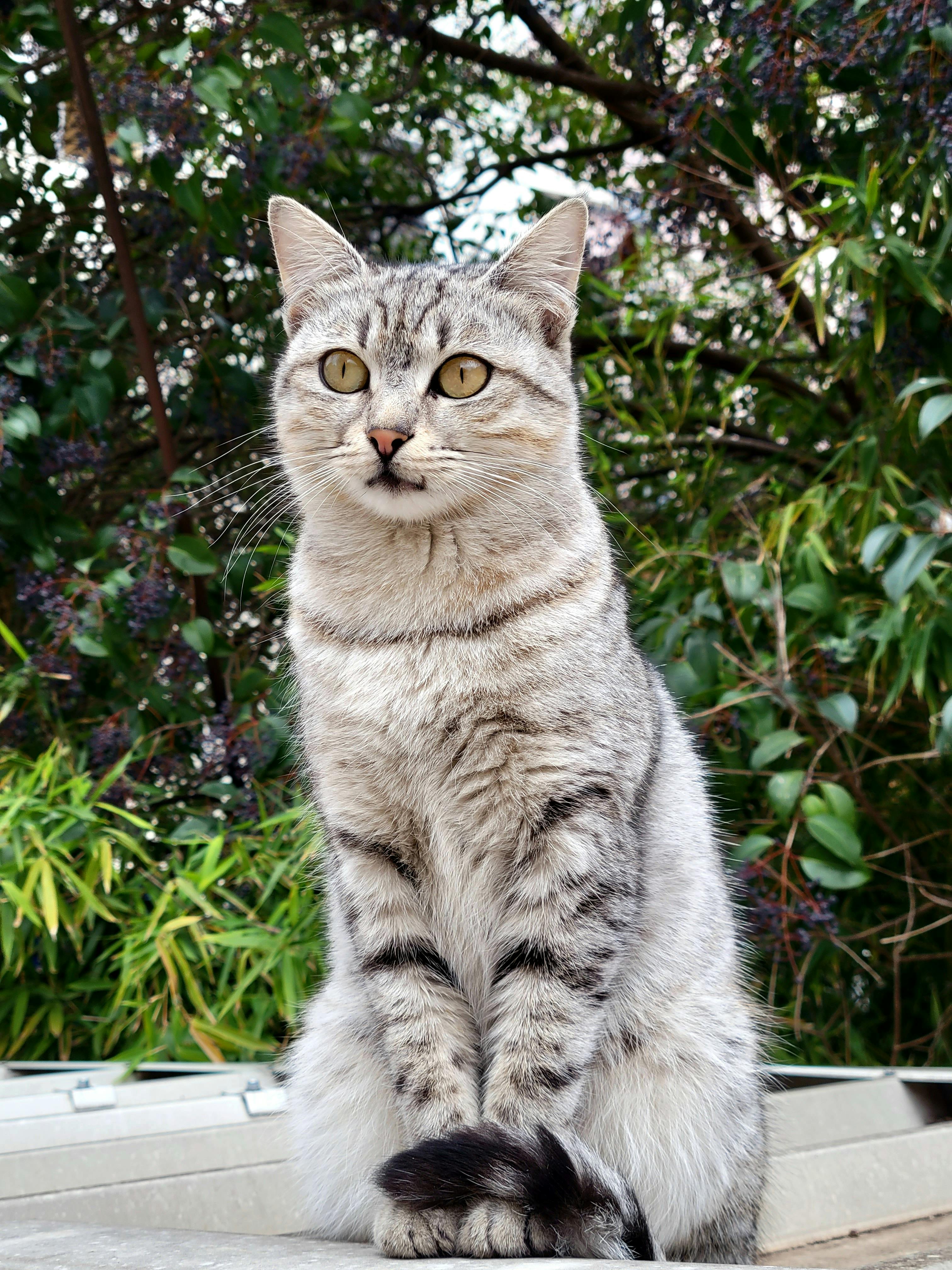 A Tabby Cat on a Carpet · Free Stock Photo