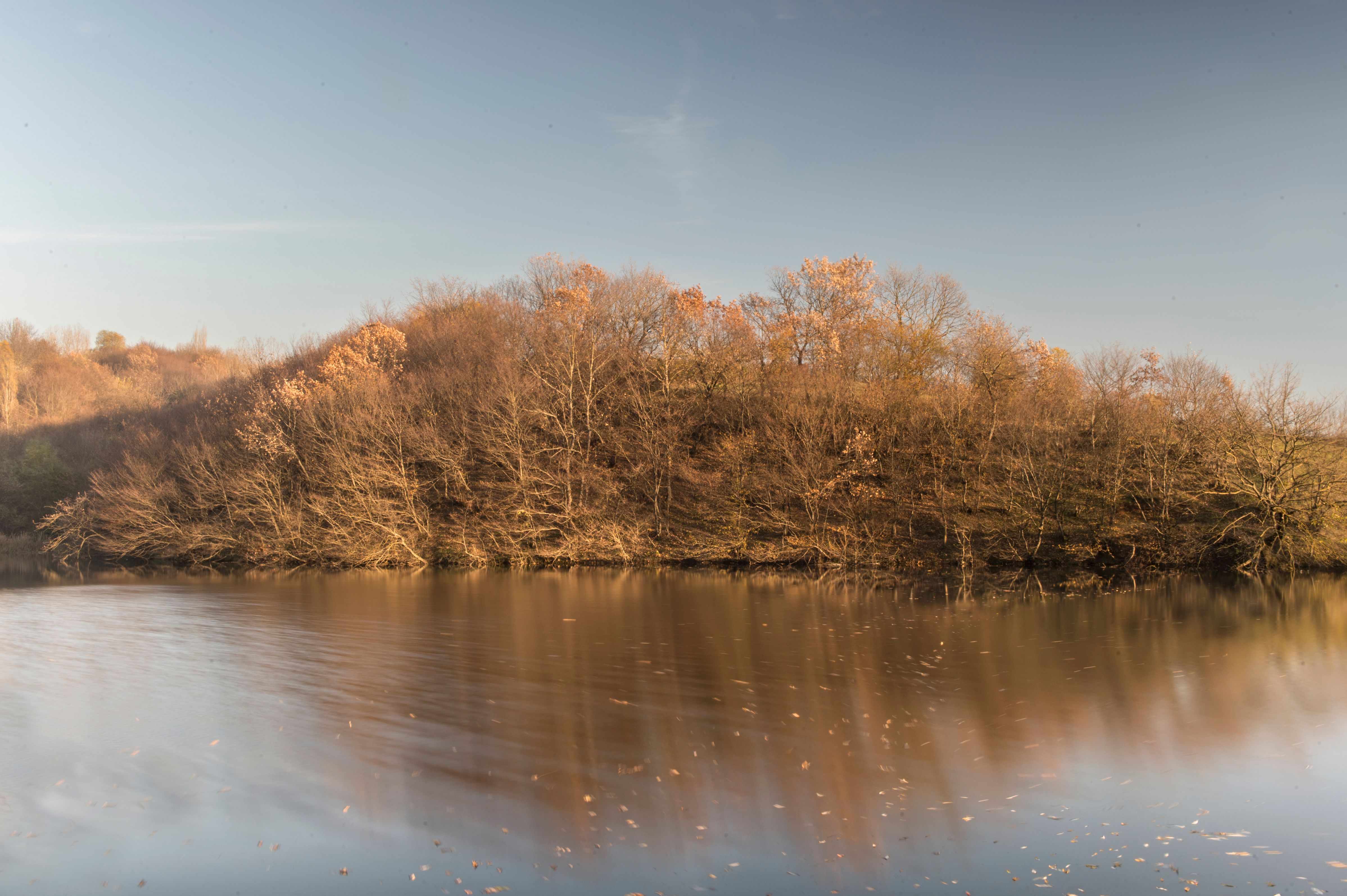 Trees and Shrubs on Riverbank · Free Stock Photo
