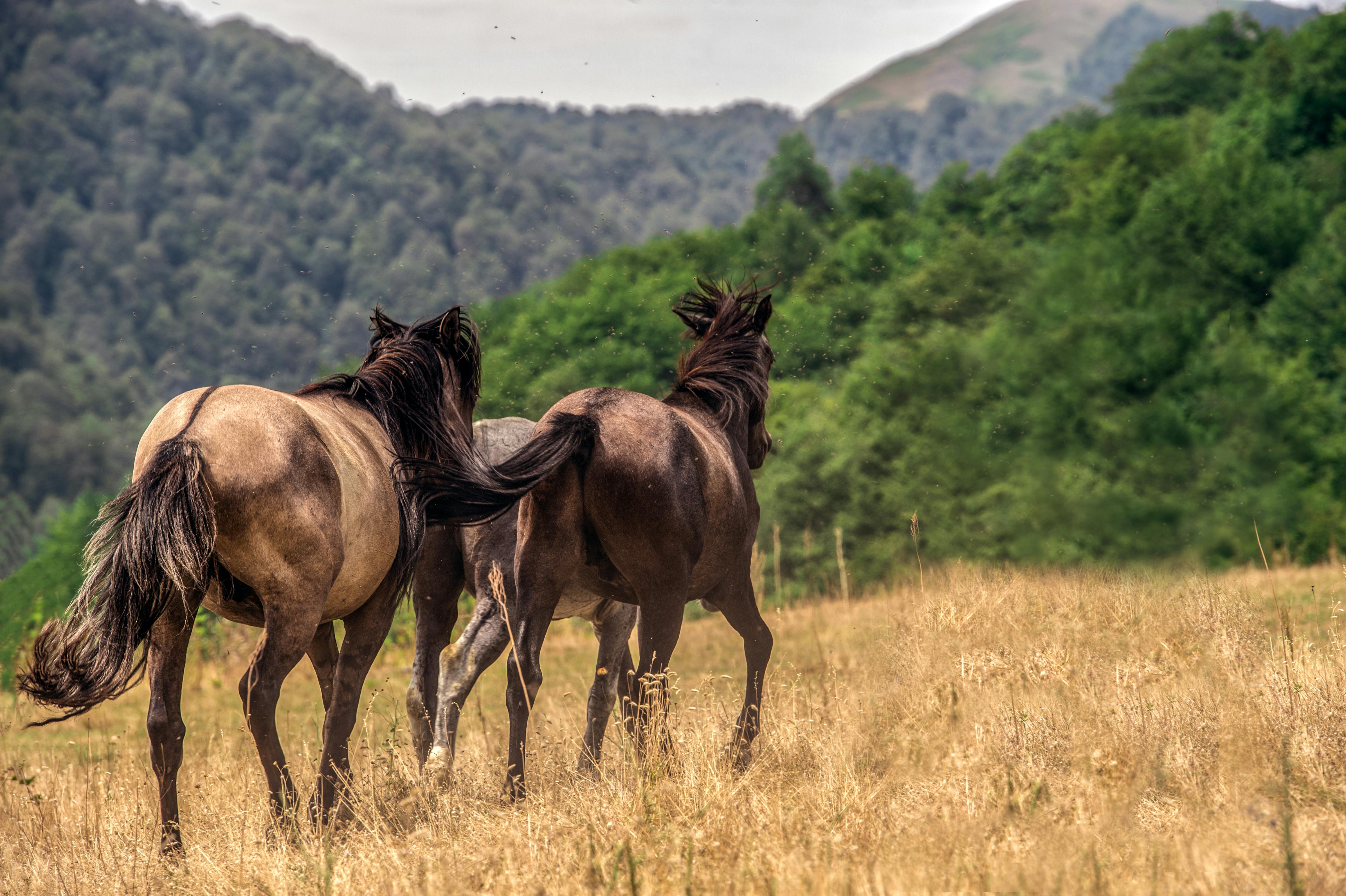 Horses Running on Grass Field · Free Stock Photo
