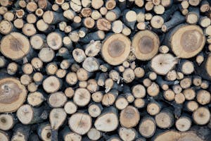Aspen Tree Logs Photos, Download The BEST Free Aspen Tree Logs Stock ...