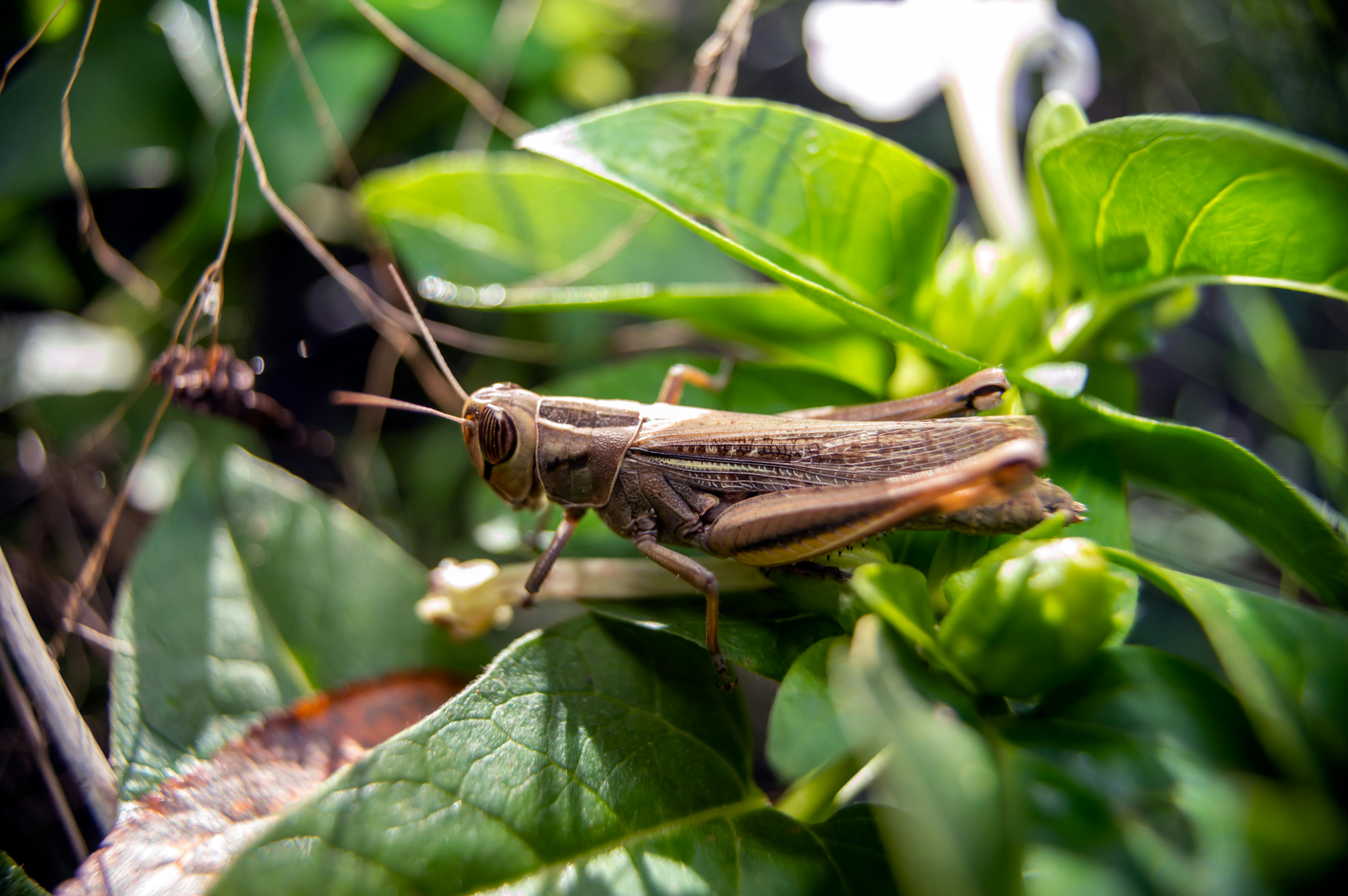 Close-Up Shot of a Grasshopper · Free Stock Photo