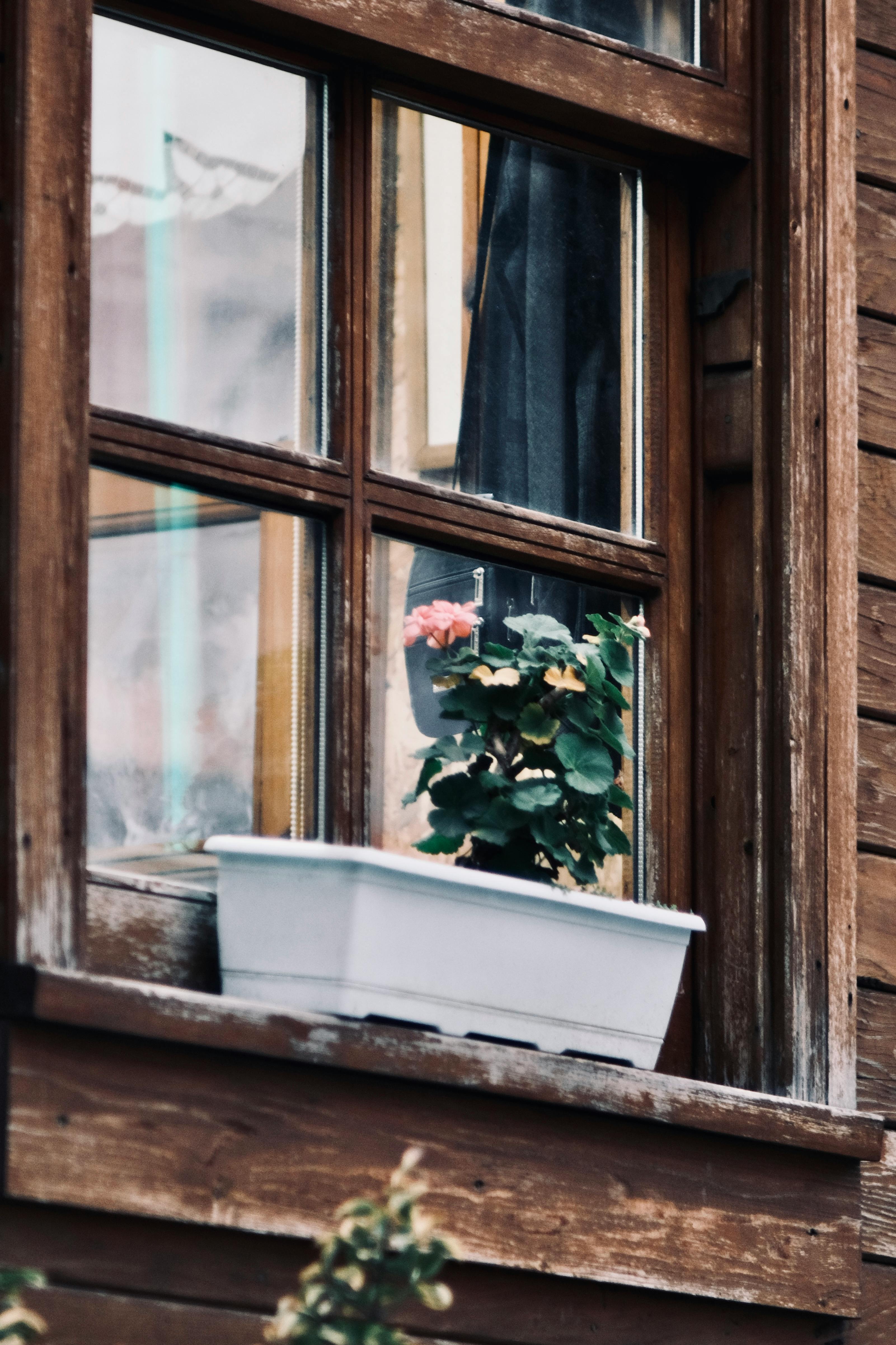 A Flower in a Pot on a Windowsill · Free Stock Photo