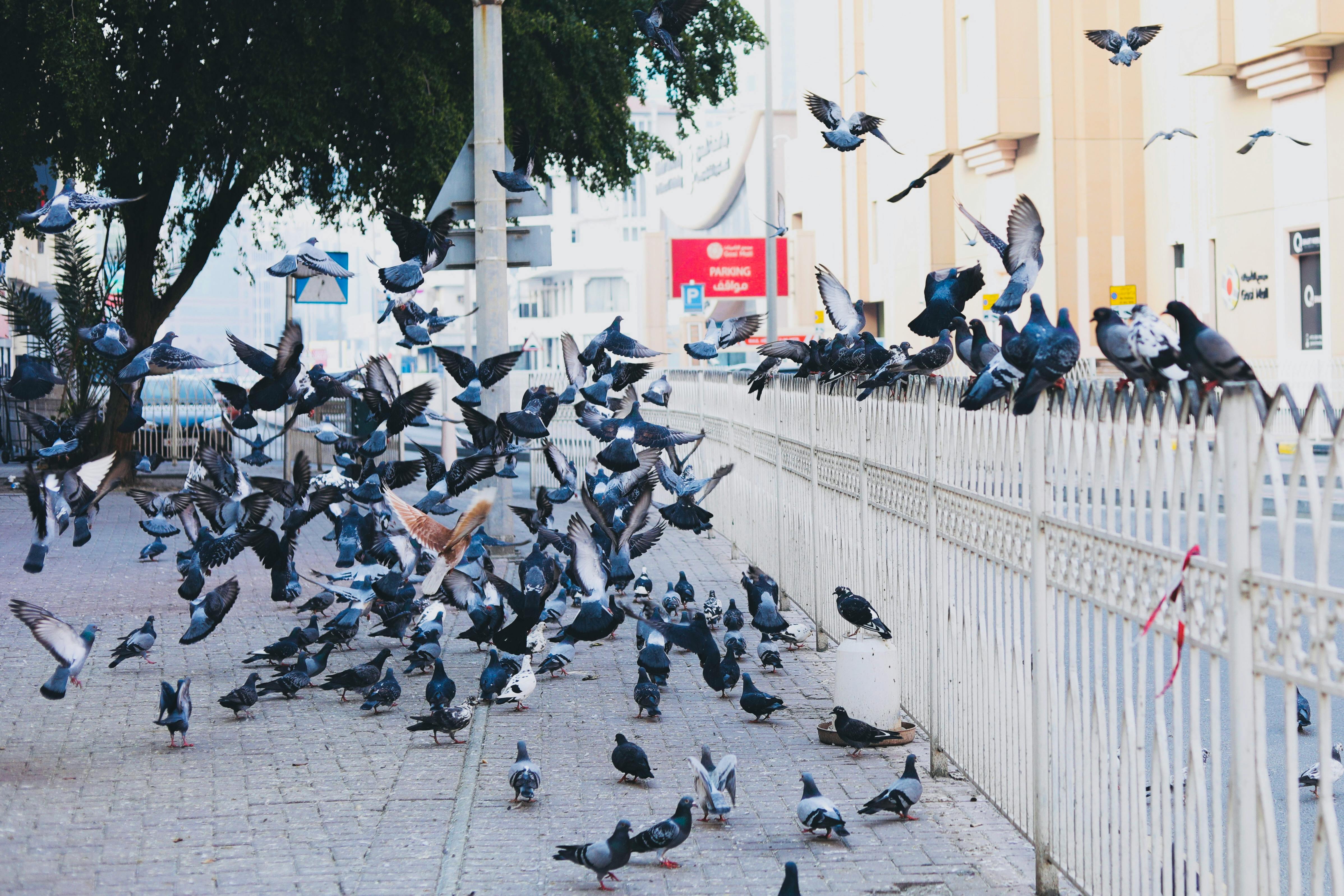 A Man Feeding Pigeons · Free Stock Photo