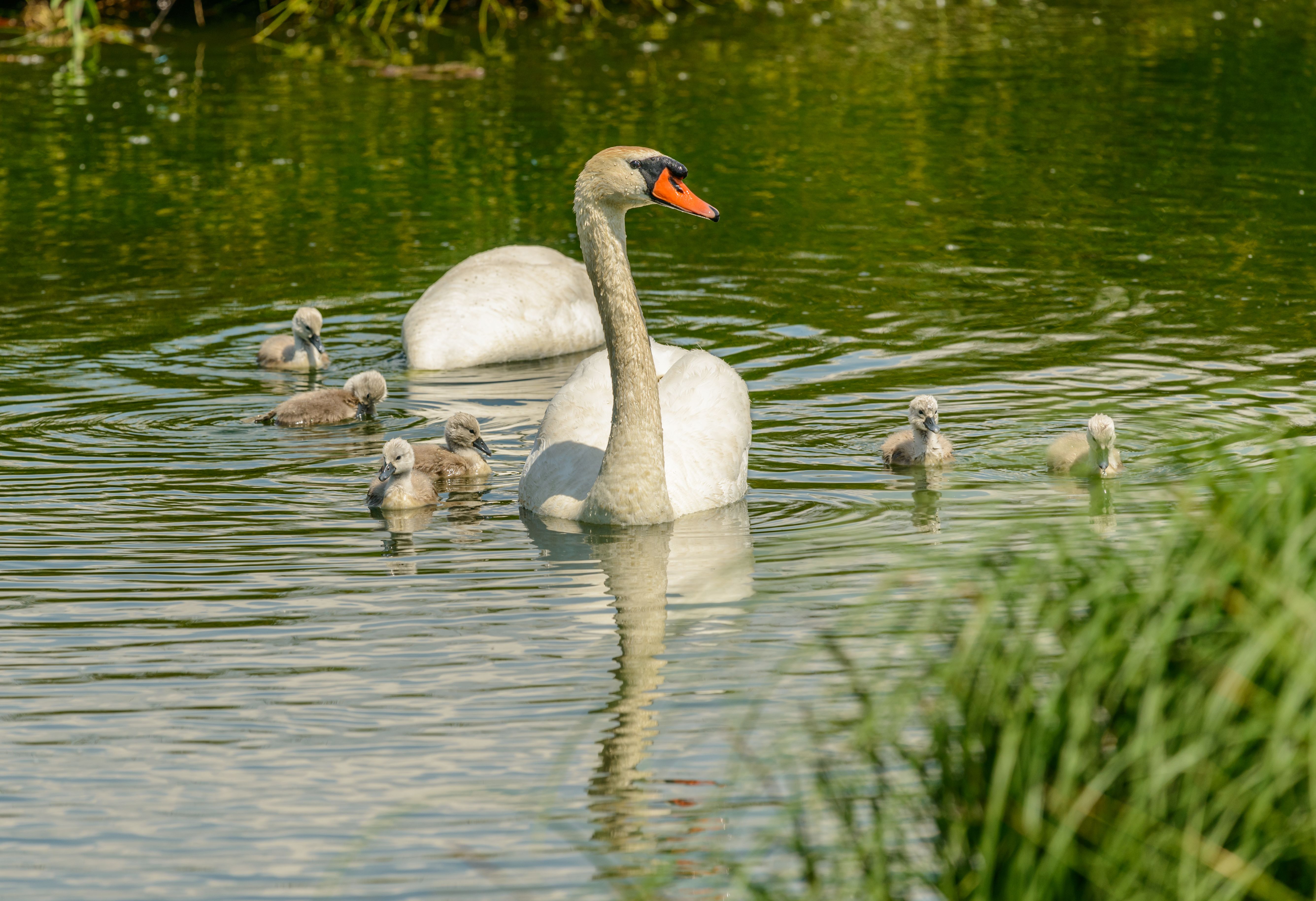 Doctor Swan Photos, Download The BEST Free Doctor Swan Stock Photos ...
