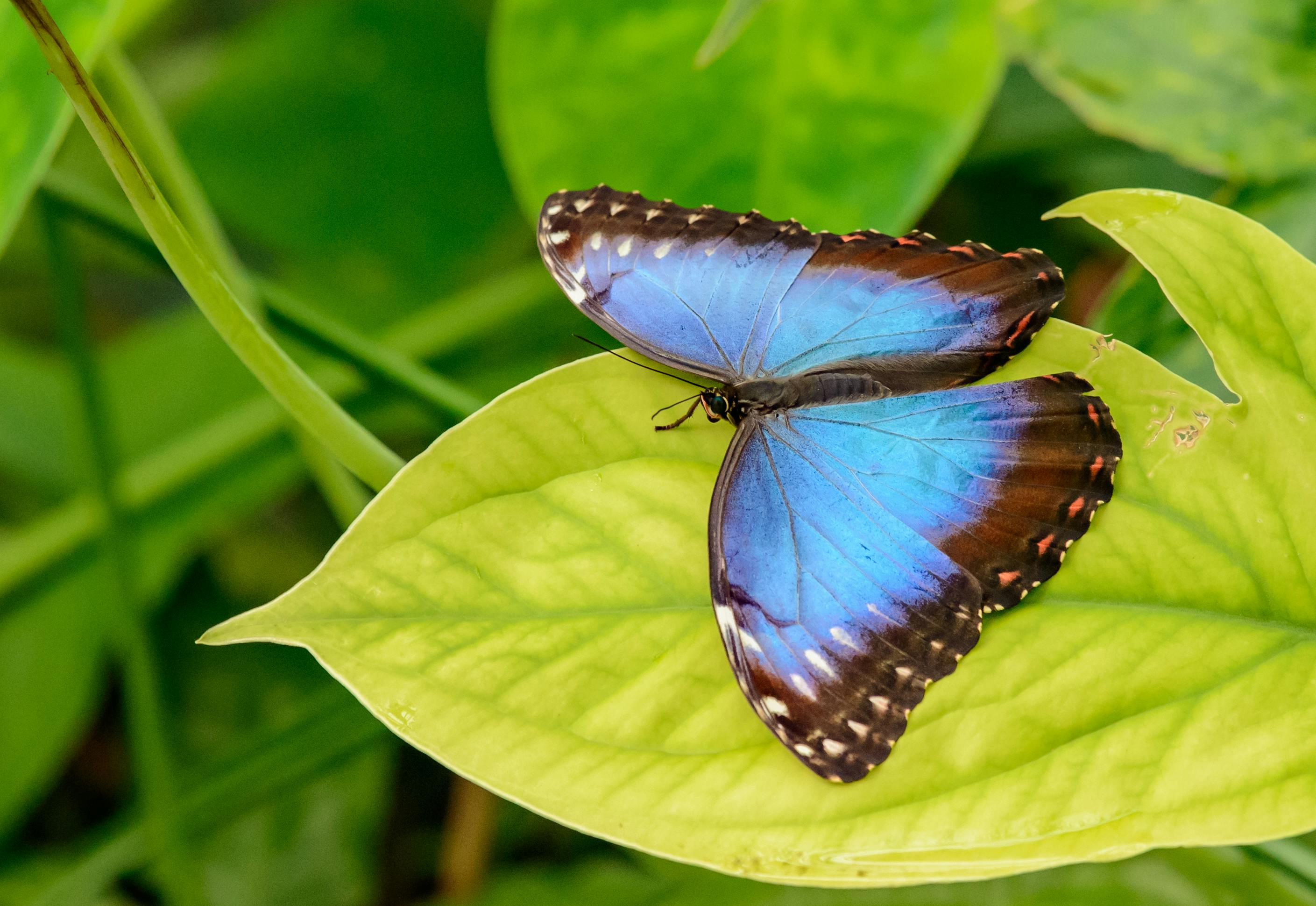 Photo Of Blue Butterfly On Leaves · Free Stock Photo