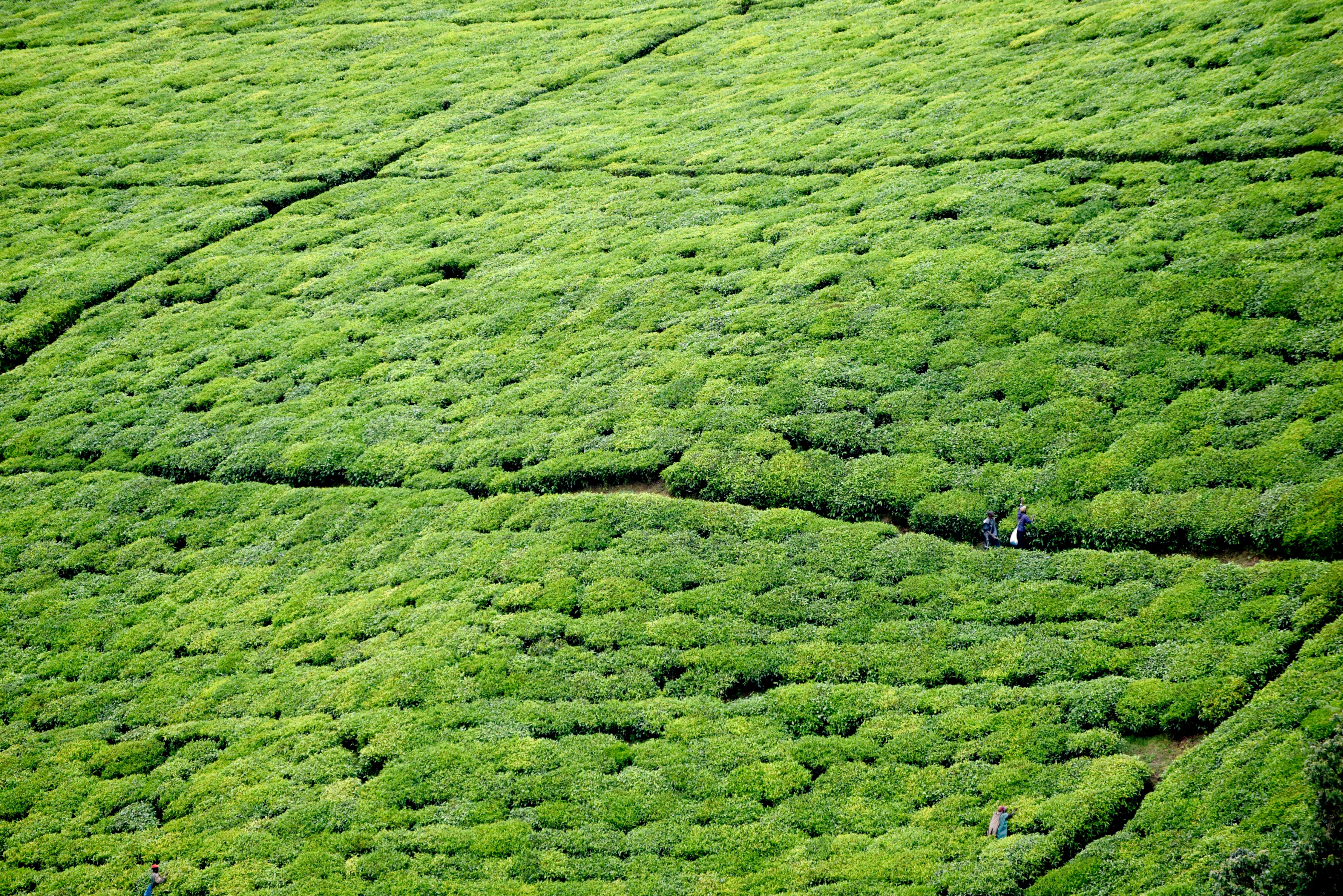 Fields Full of Crops · Free Stock Photo