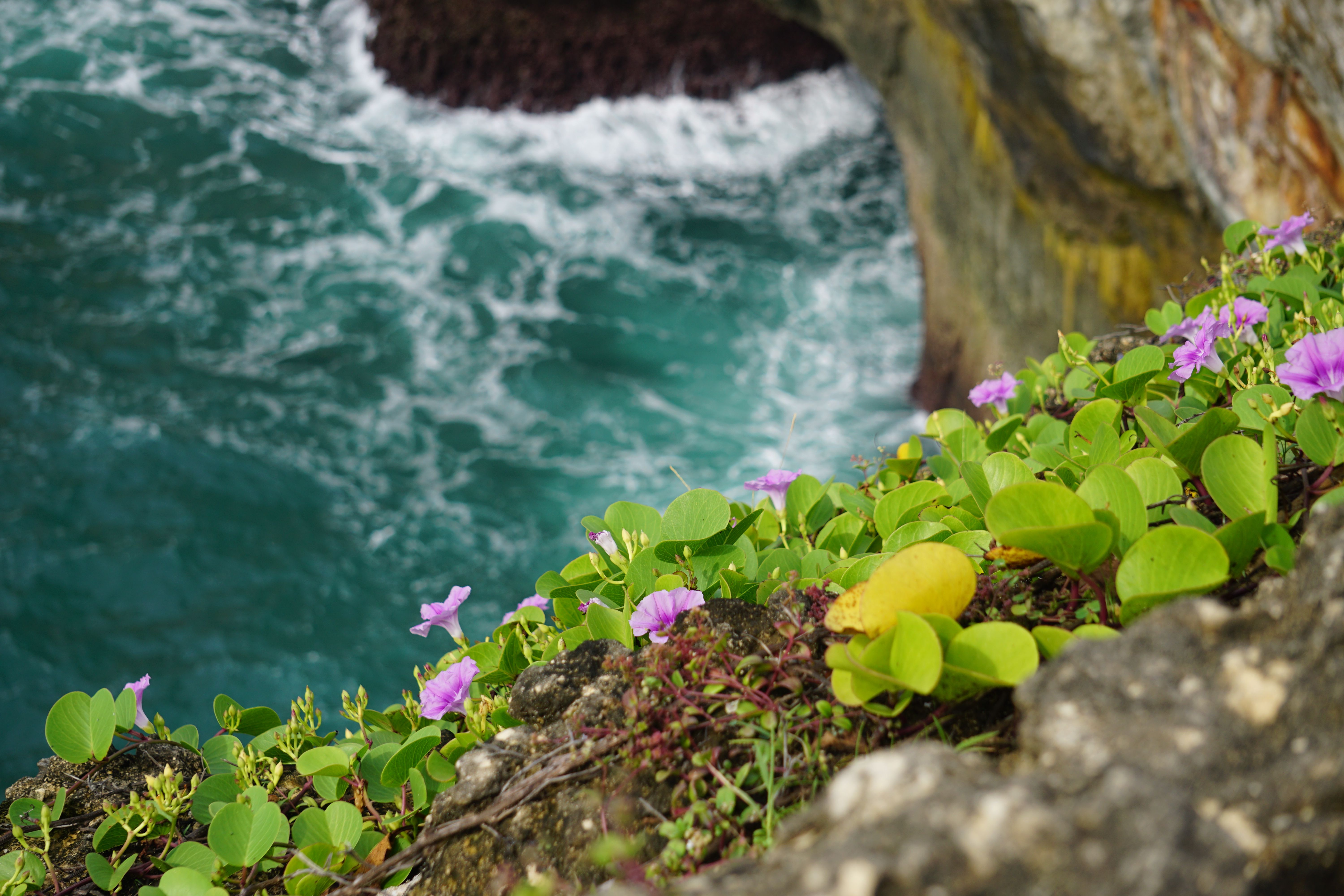 Purple Flowers Growing on Cliff Edge above Sea Water · Free Stock Photo