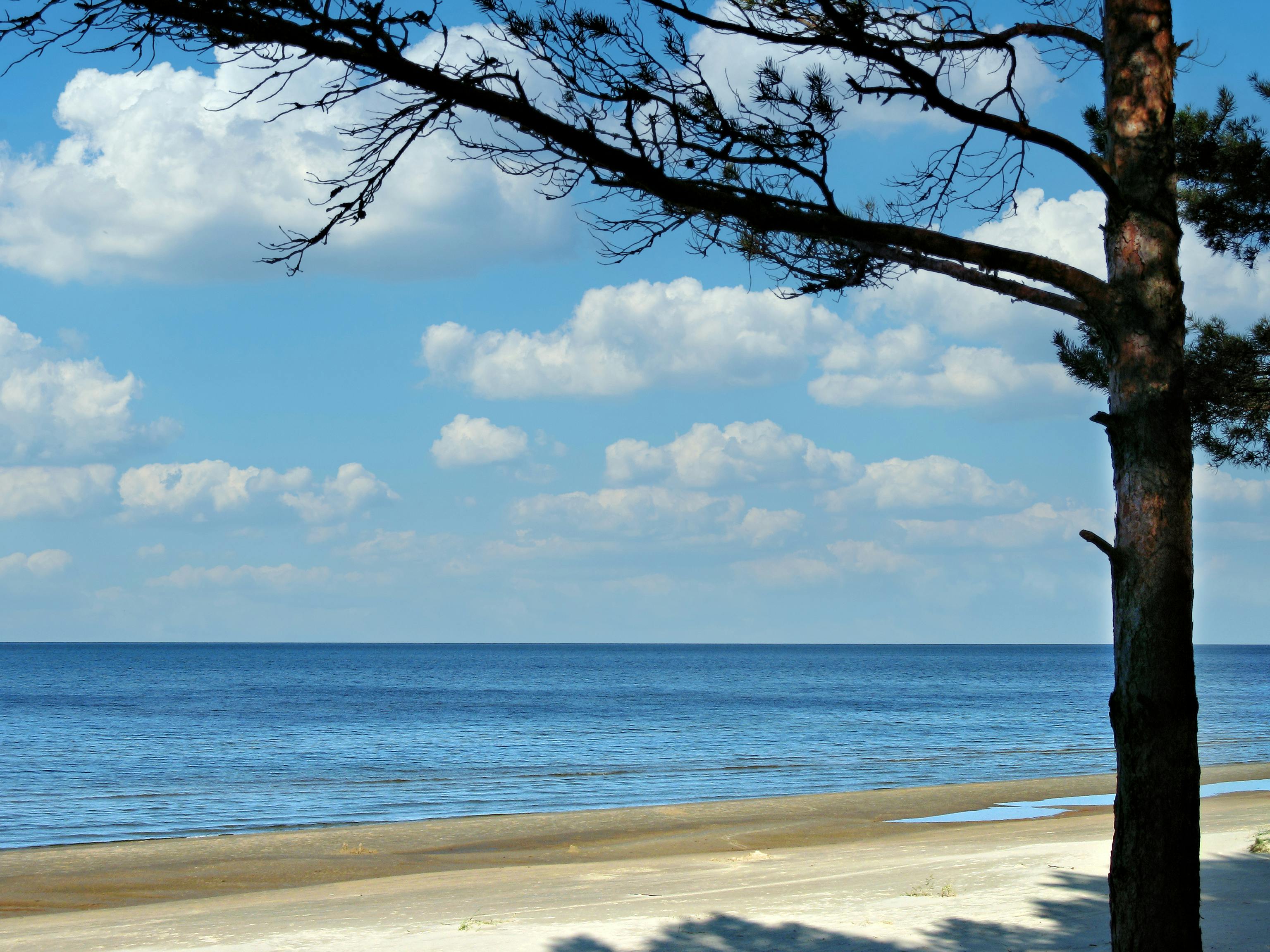 Tree on Beach · Free Stock Photo