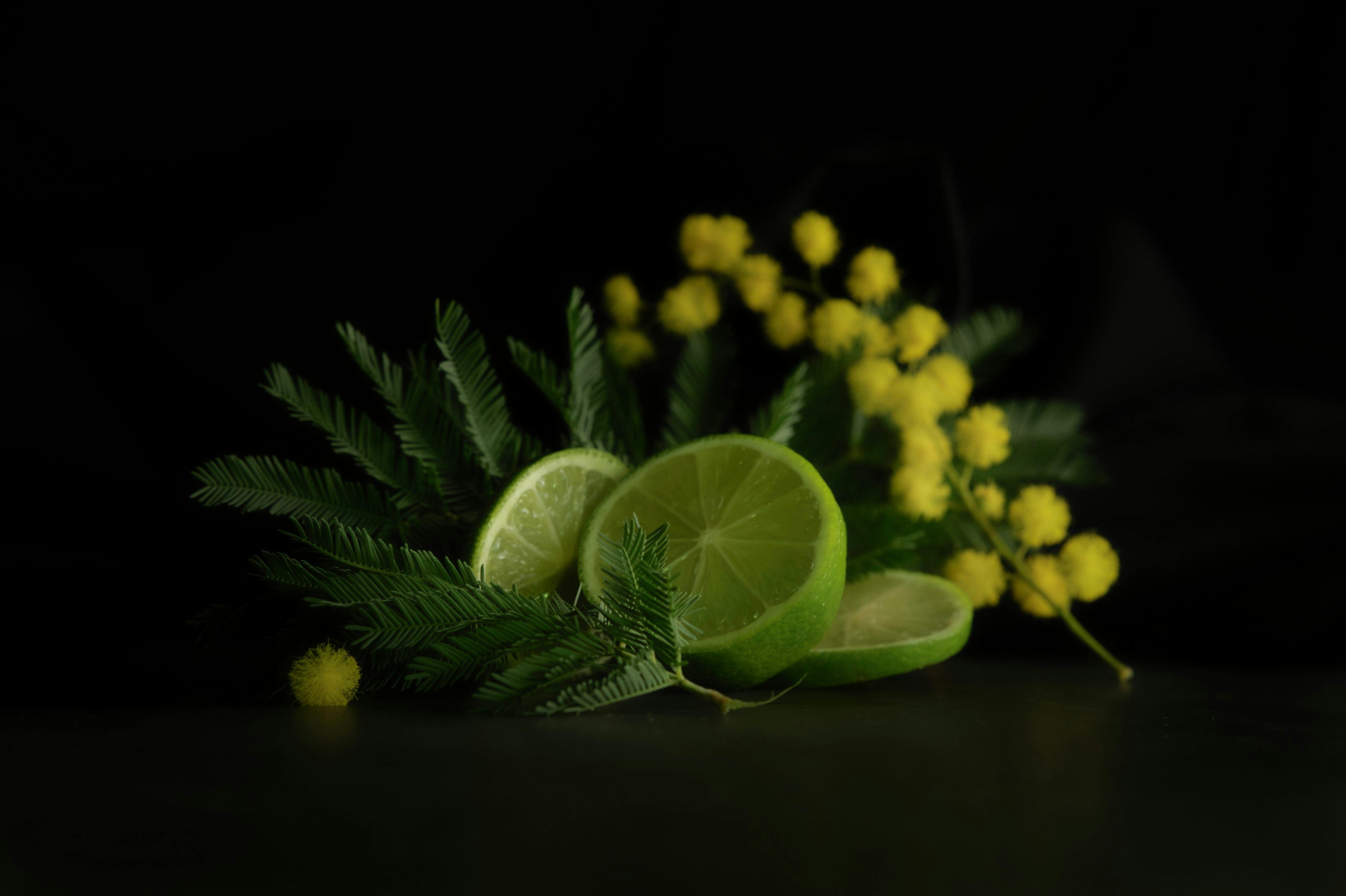 Mimosa Flowers Photos, Download The BEST Free Mimosa Flowers Stock ...