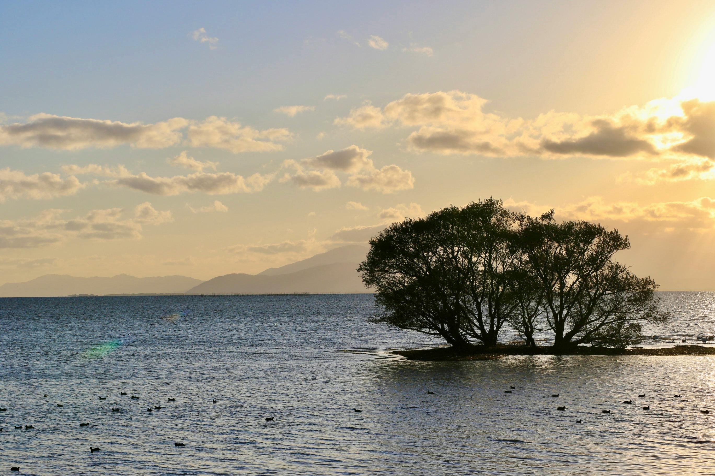Silhouette of Tree in Water on Sunset · Free Stock Photo