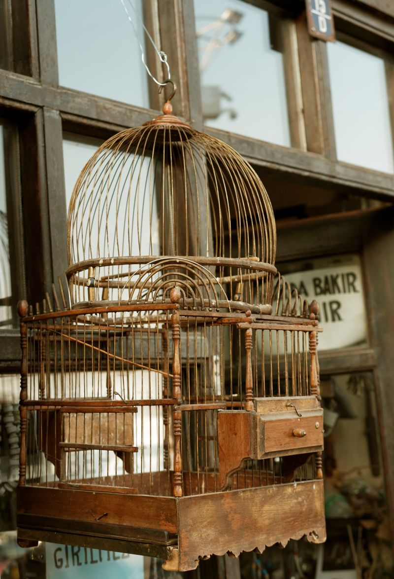 Cage Photos, Download The BEST Free Cage Stock Photos & HD Images