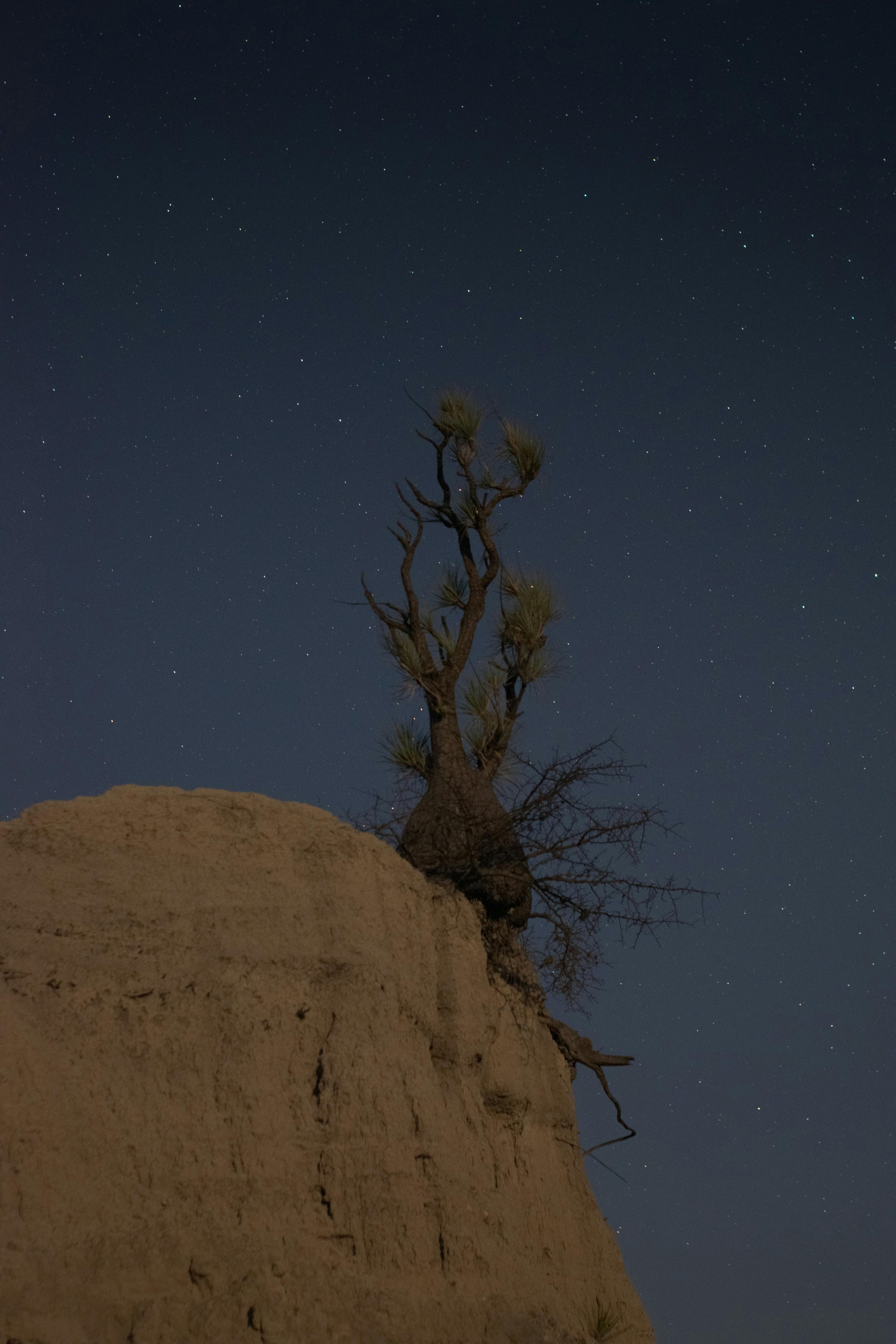Tree at the Edge of Cliff · Free Stock Photo