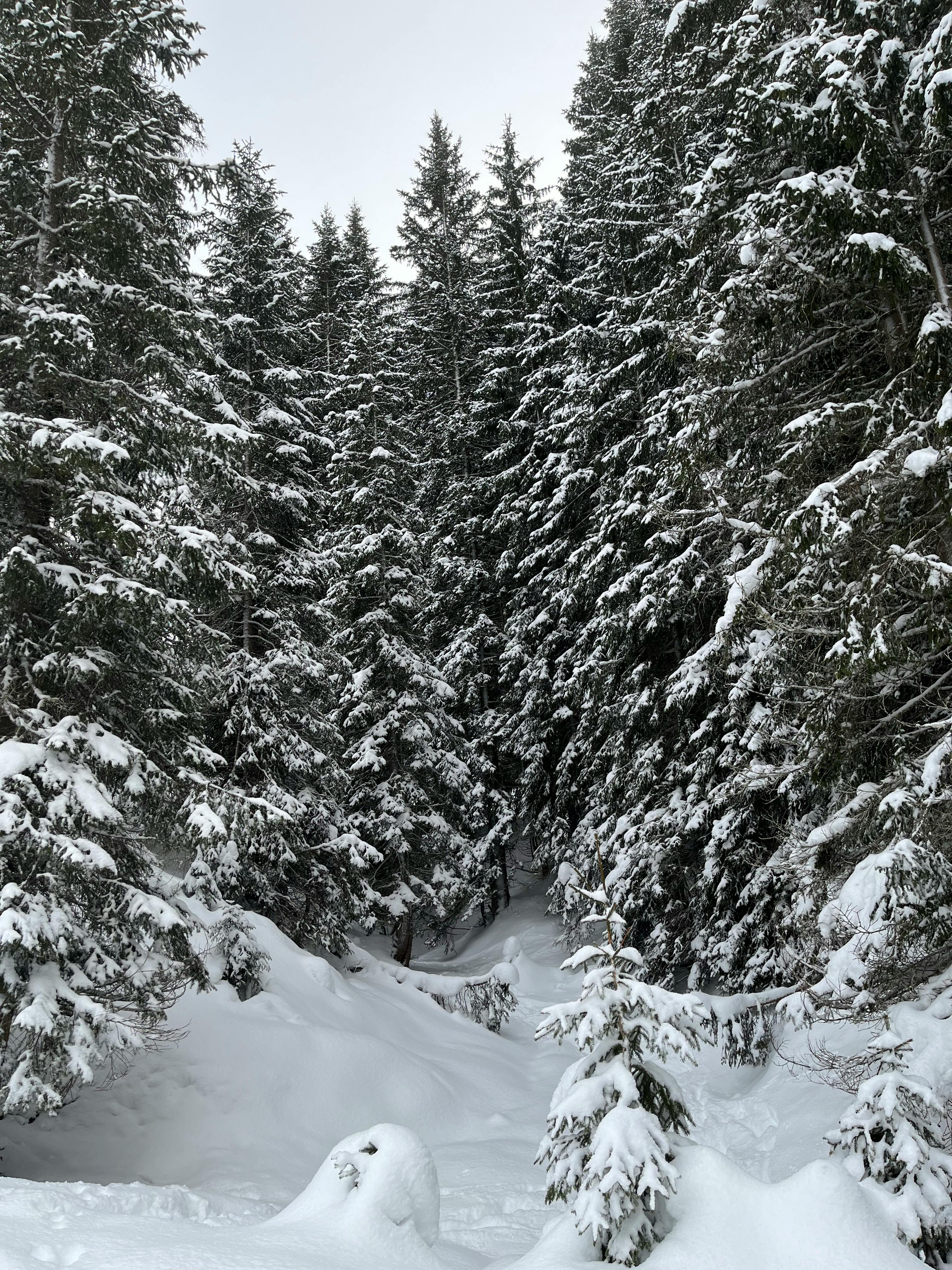 Landscape Photography of Snow Pathway Between Trees during Winter ...