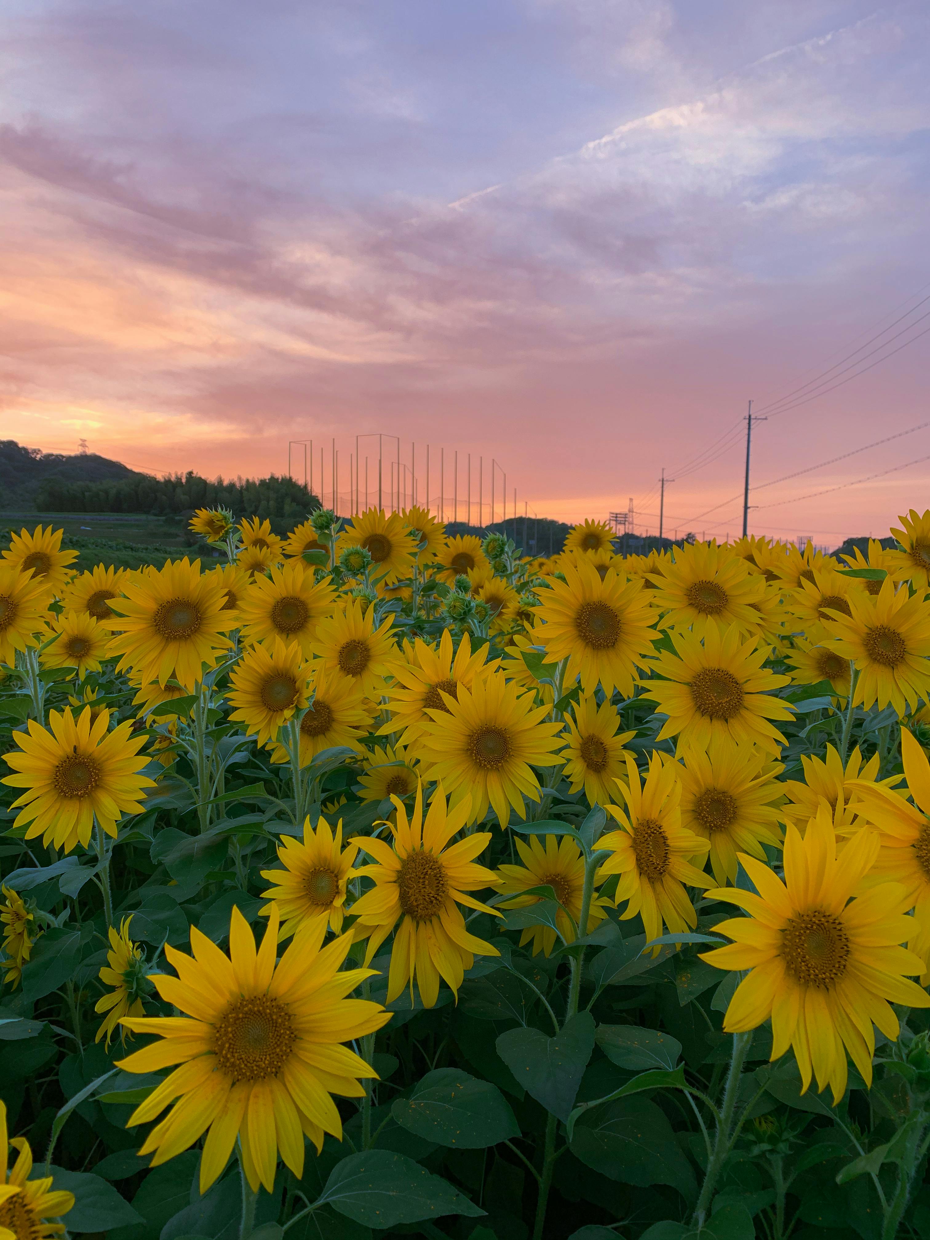 Bondan Abiyoga - 摄影