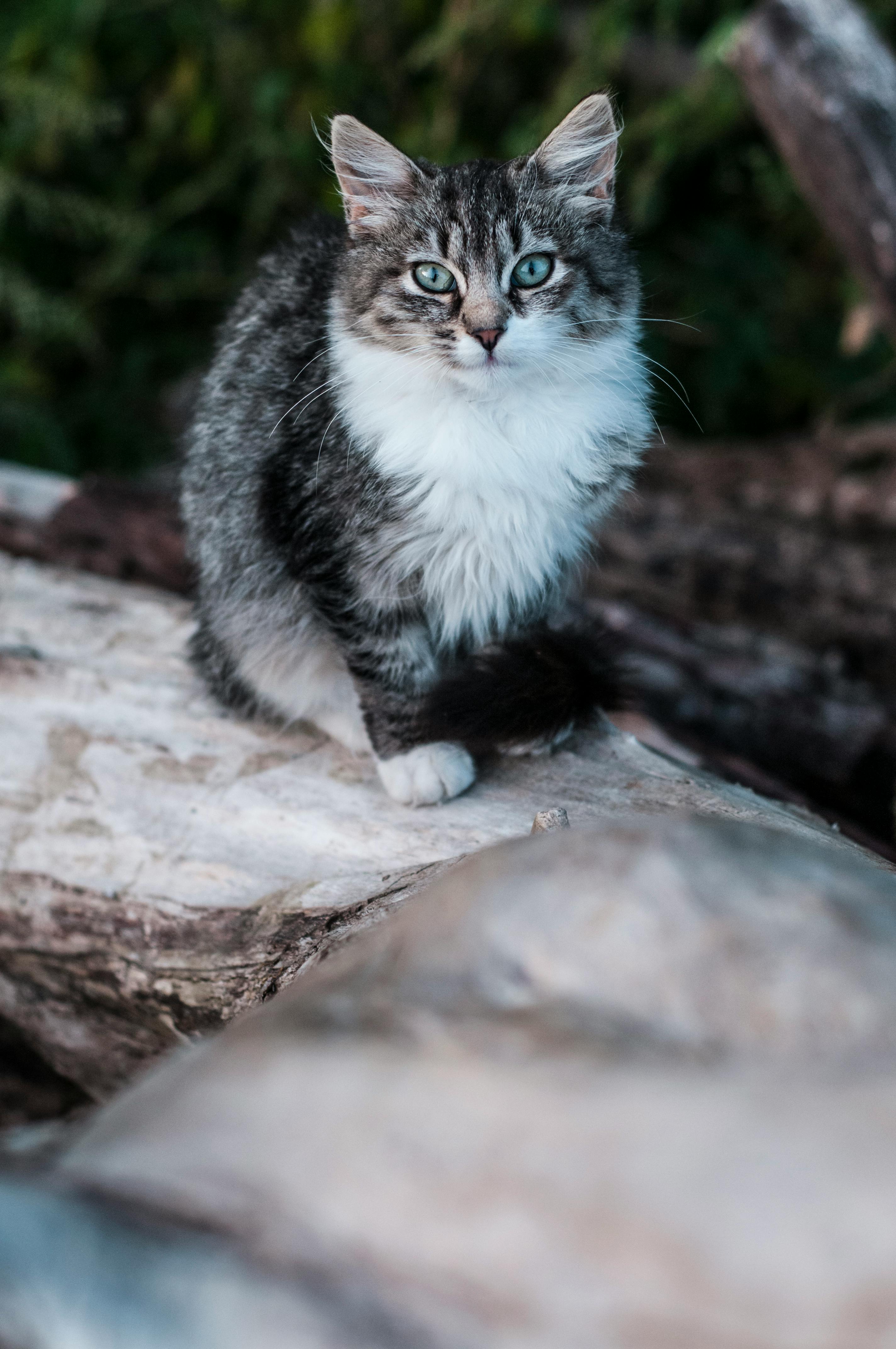 Feral Cat Photos, Download The BEST Free Feral Cat Stock Photos & HD Images