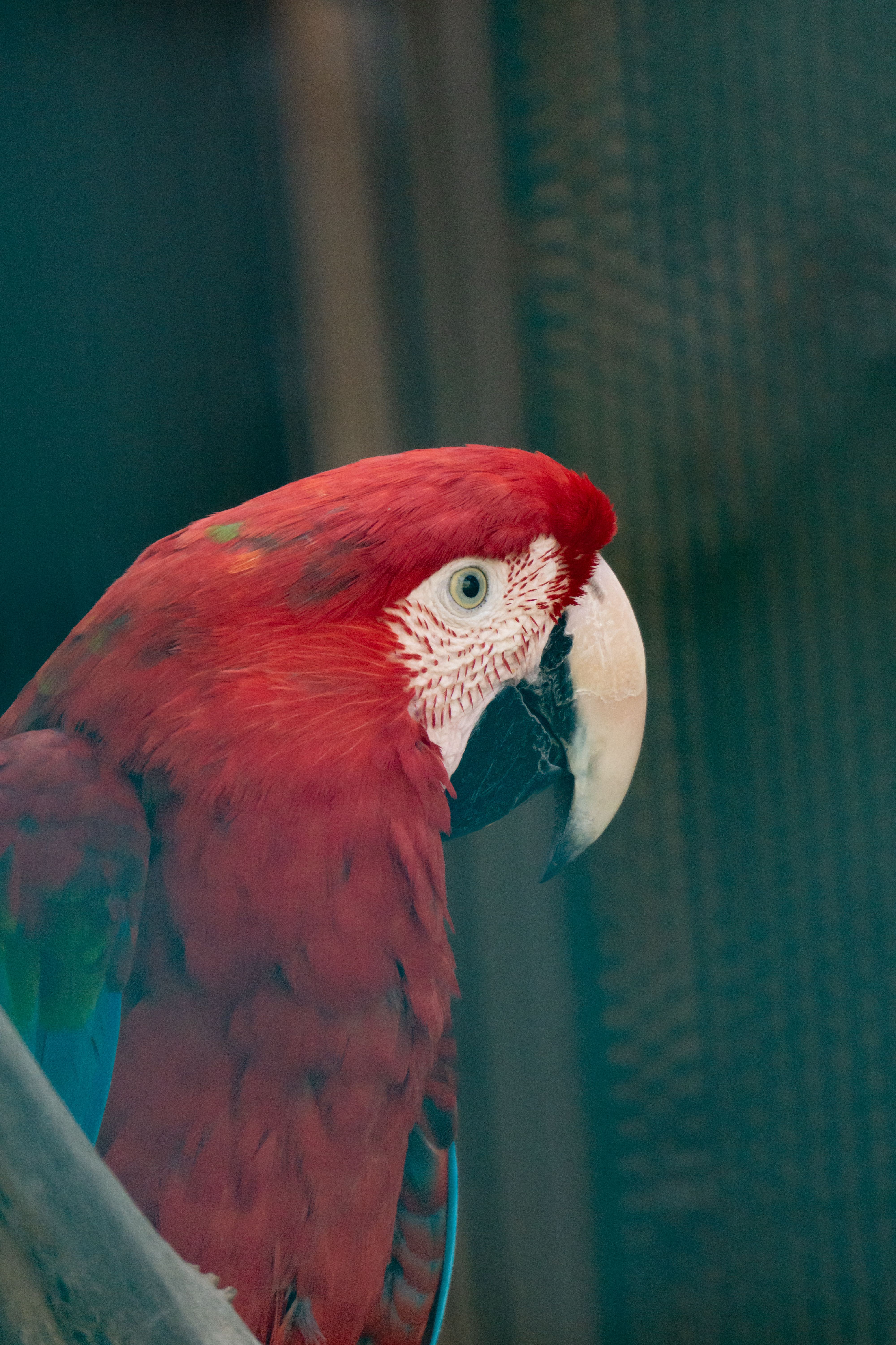 Photo of Macaw Perched on a Tree Branch · Free Stock Photo