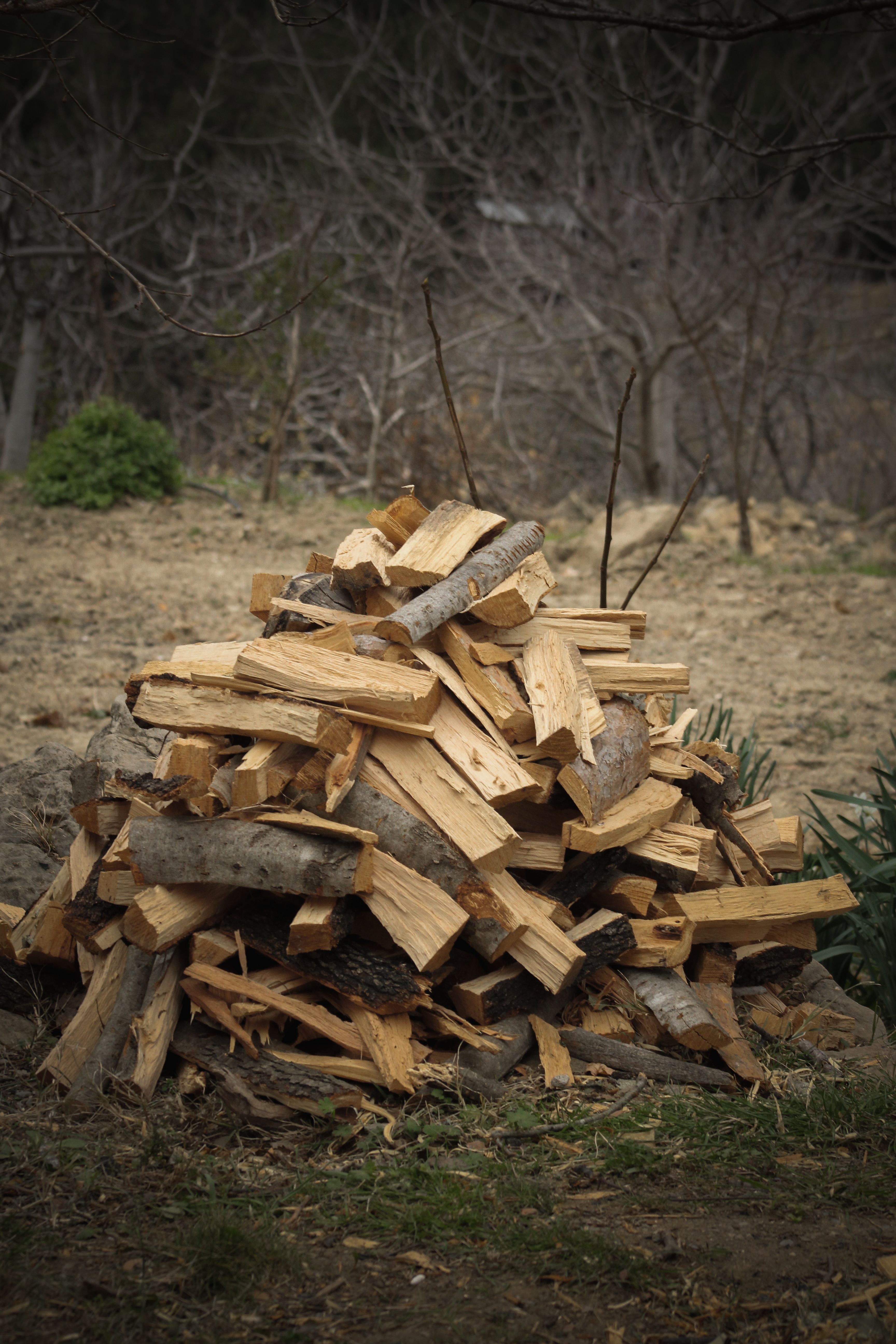Pile of Chopped Wood in Forest · Free Stock Photo