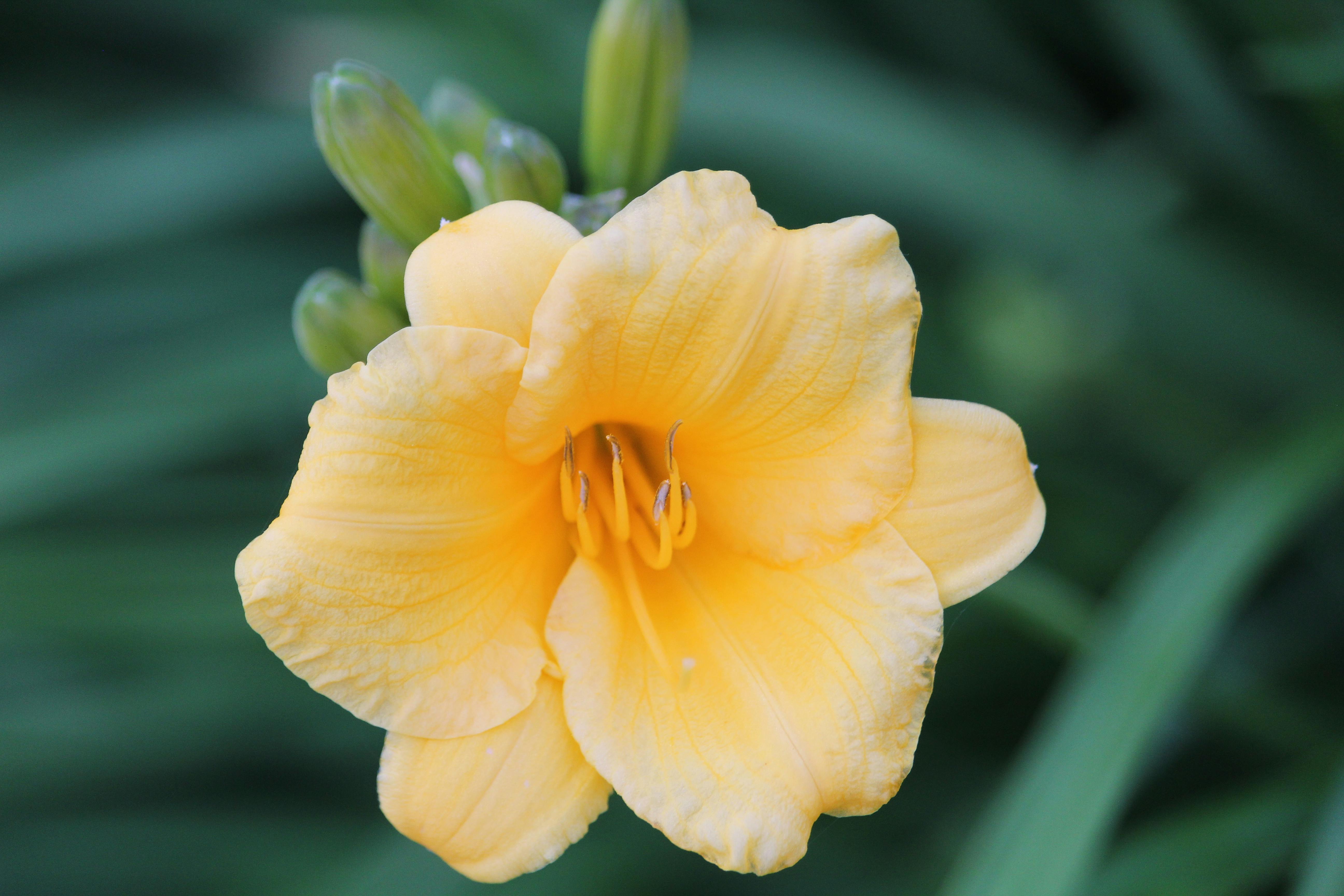 Daylily Photos, Download The BEST Free Daylily Stock Photos & HD Images