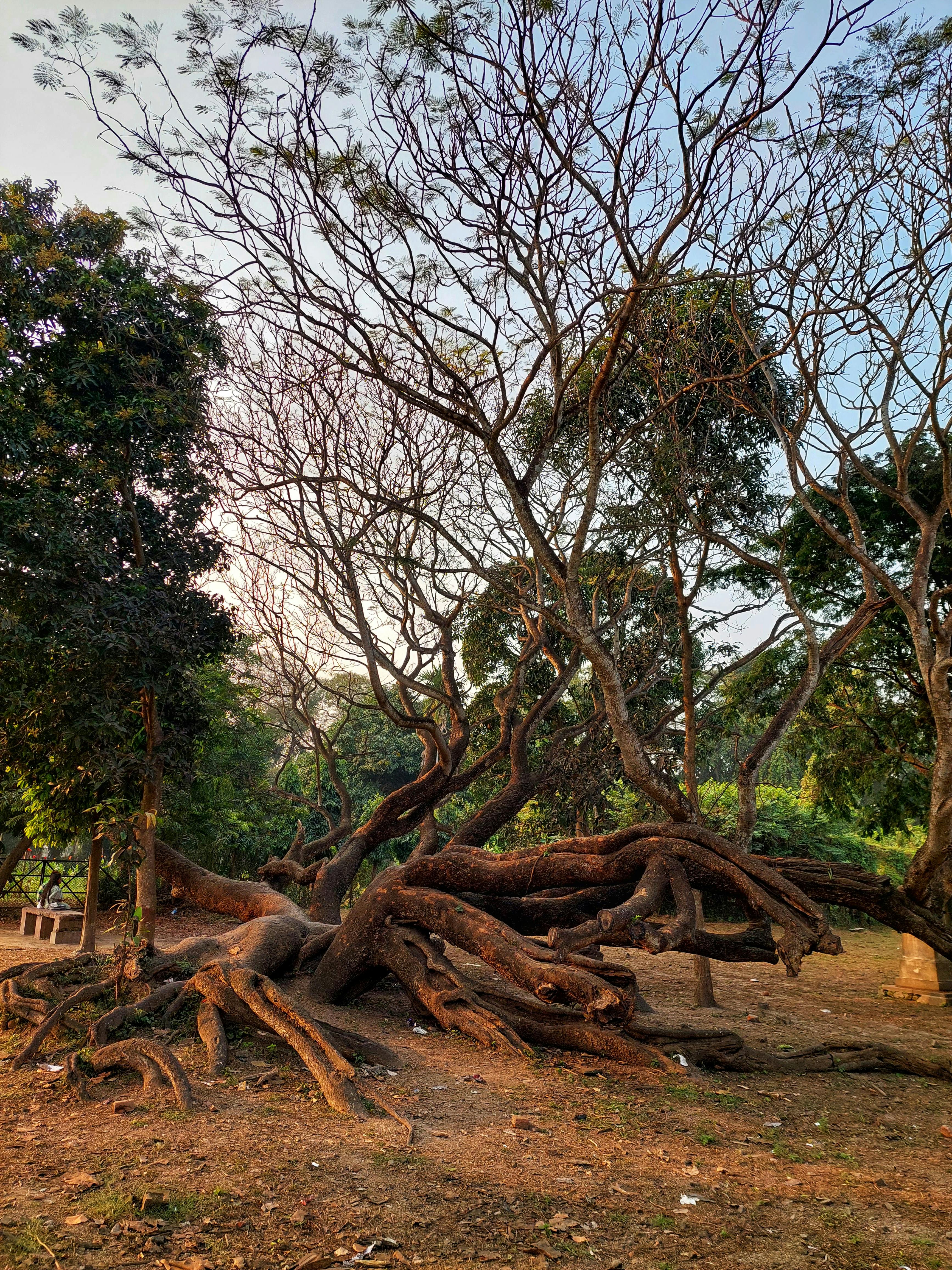 Twisting Roots Photos, Download The BEST Free Twisting Roots Stock ...