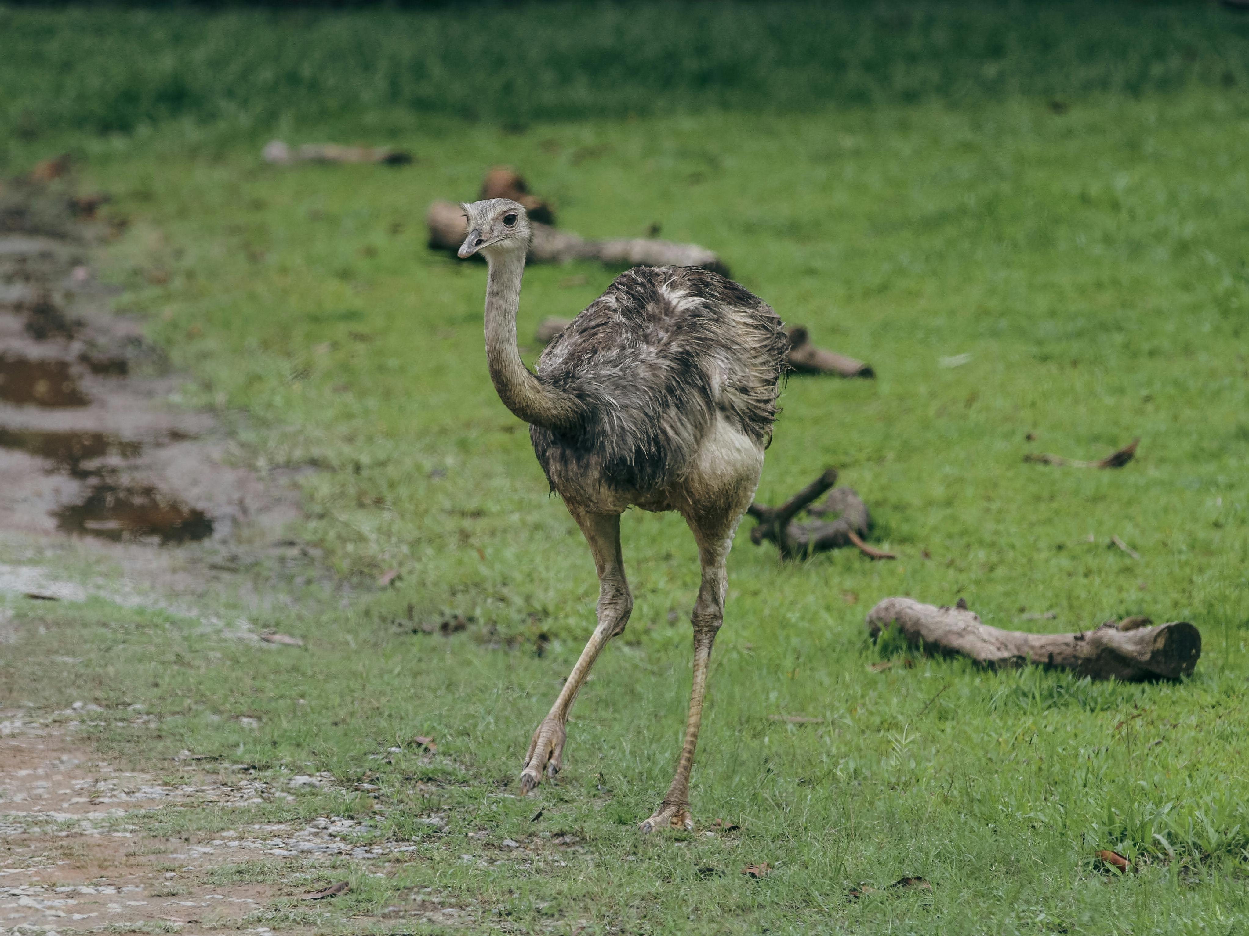 Greater Rhea on Green Grass Field · Free Stock Photo