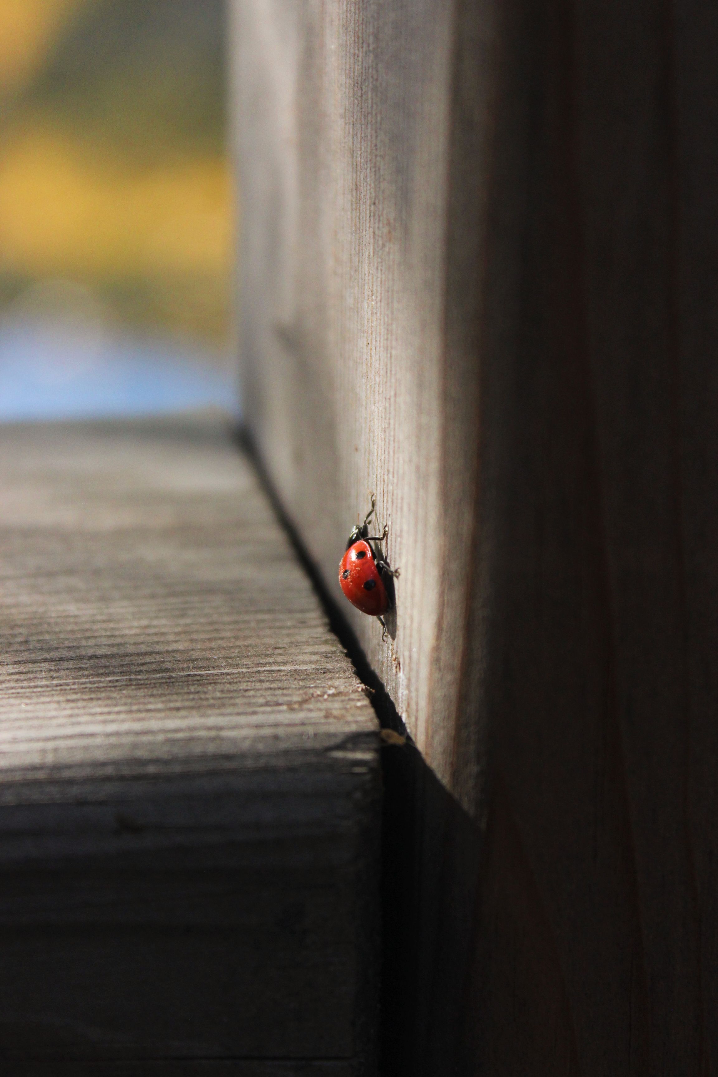 Ladybug on Wall · Free Stock Photo