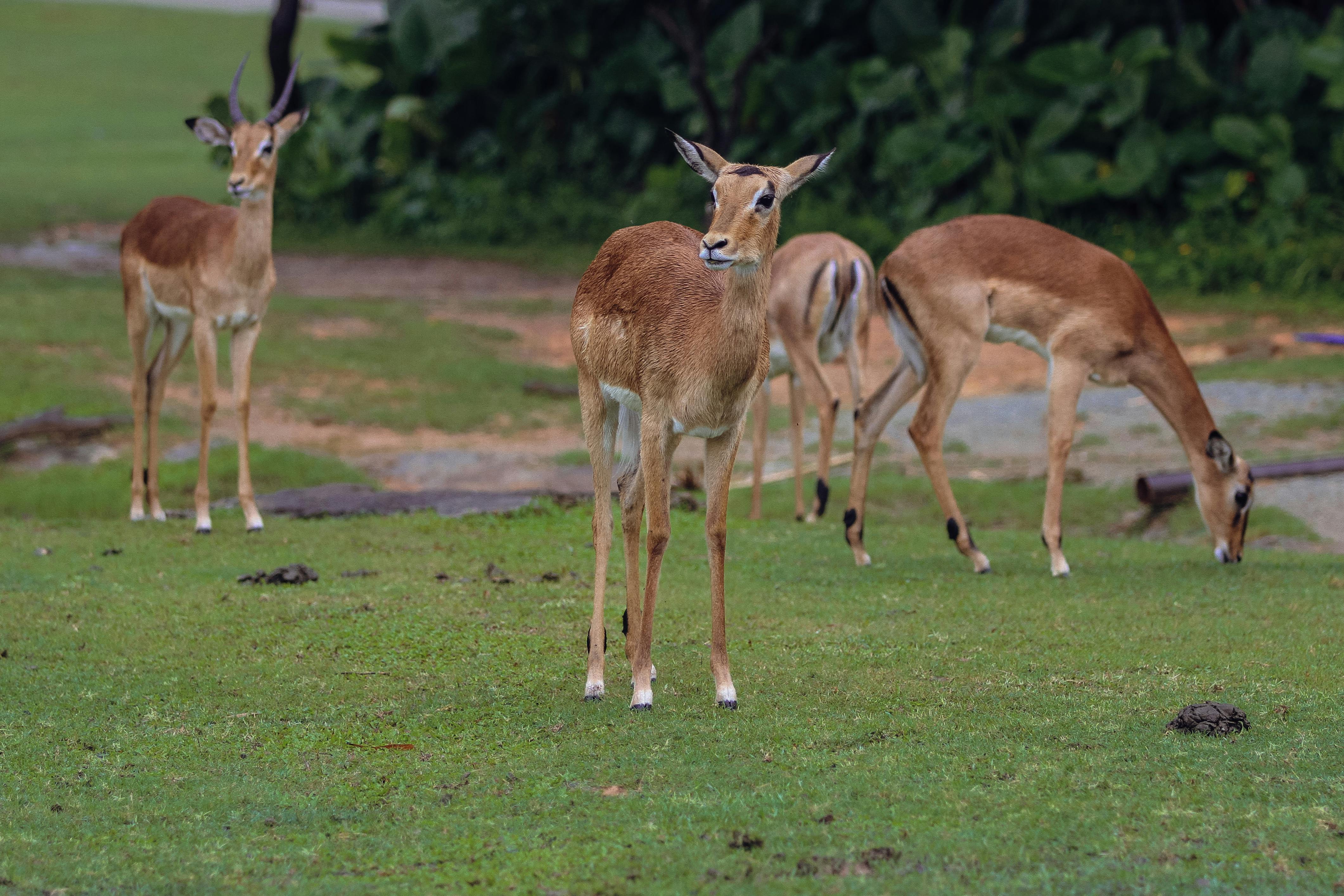 Deer 16:9 Wallpaper Photos, Download The BEST Free Deer 16:9 Wallpaper ...