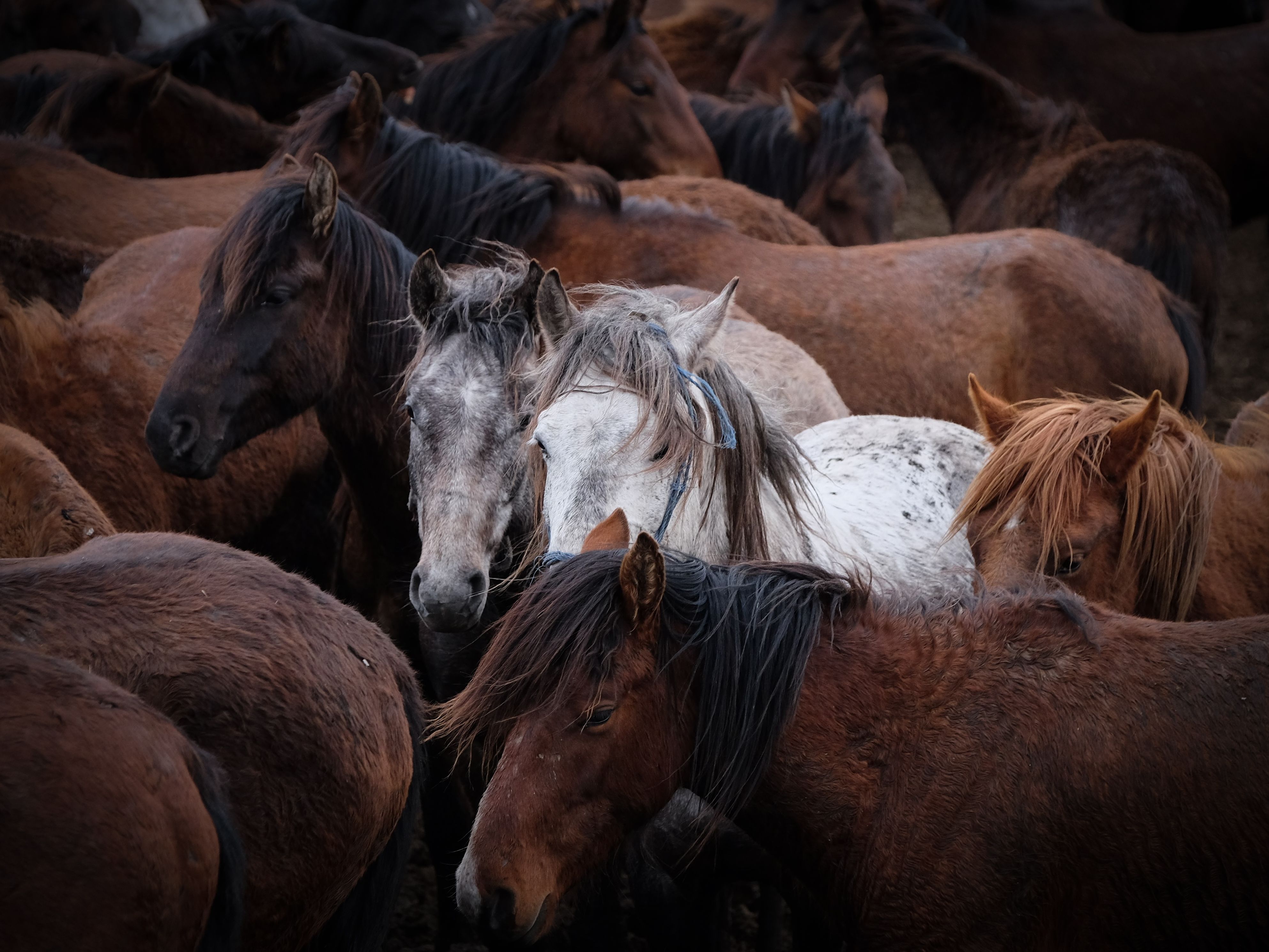 Animated Wallpaper Mustang Photos, Download The BEST Free Animated ...