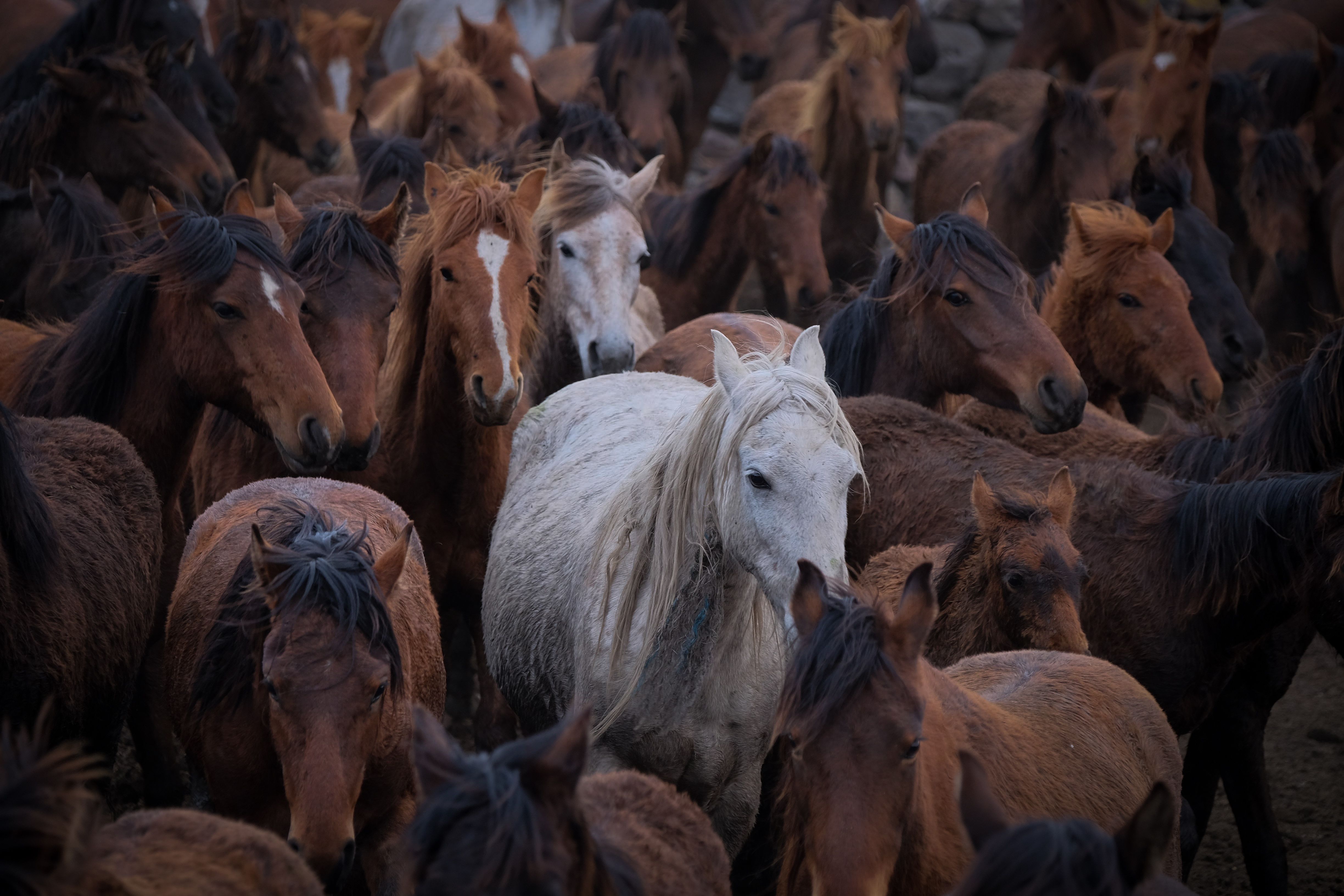 Unity Animals Photos, Download The BEST Free Unity Animals Stock Photos ...