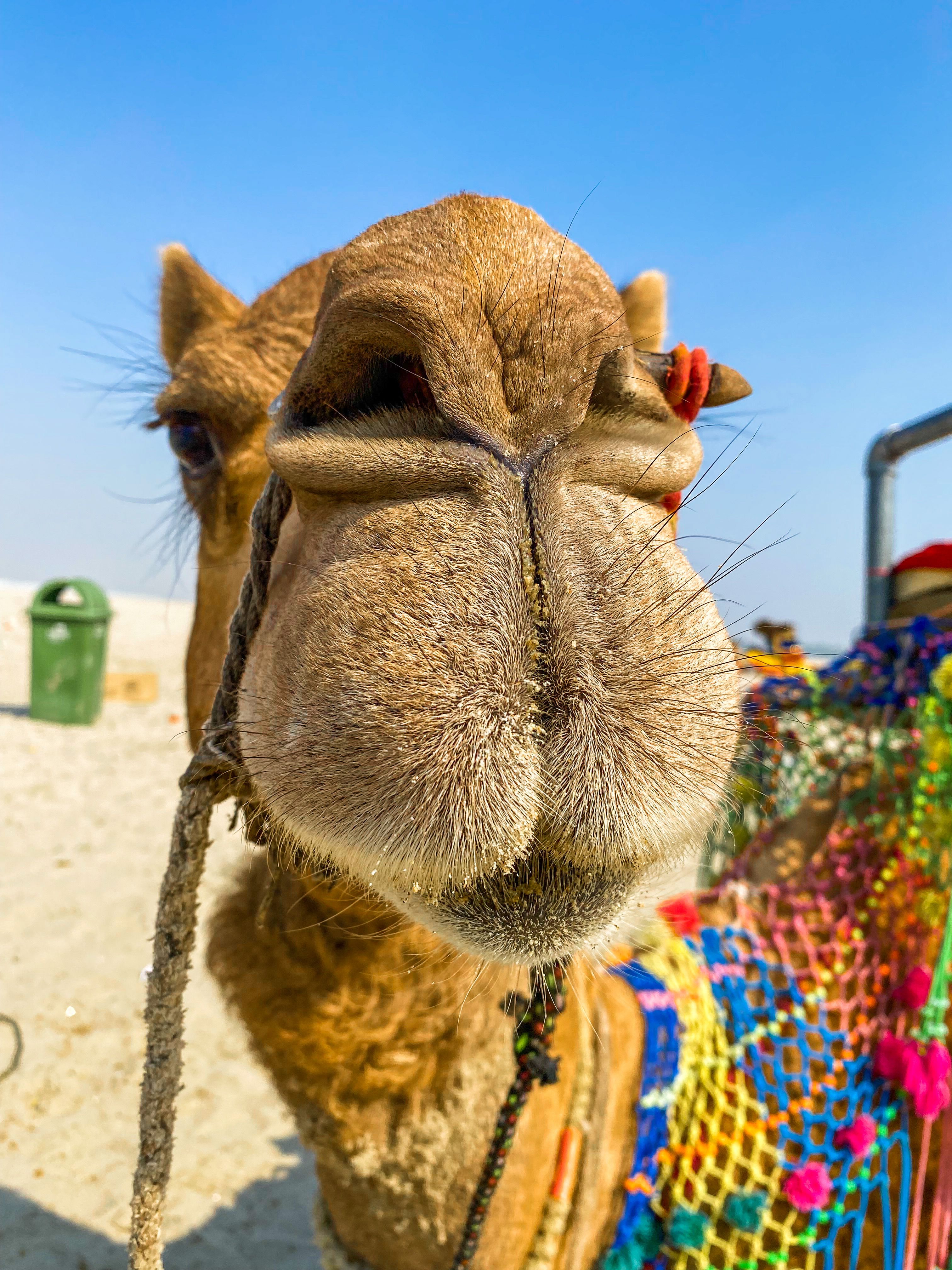 Close-up Shot of a Camel · Free Stock Photo