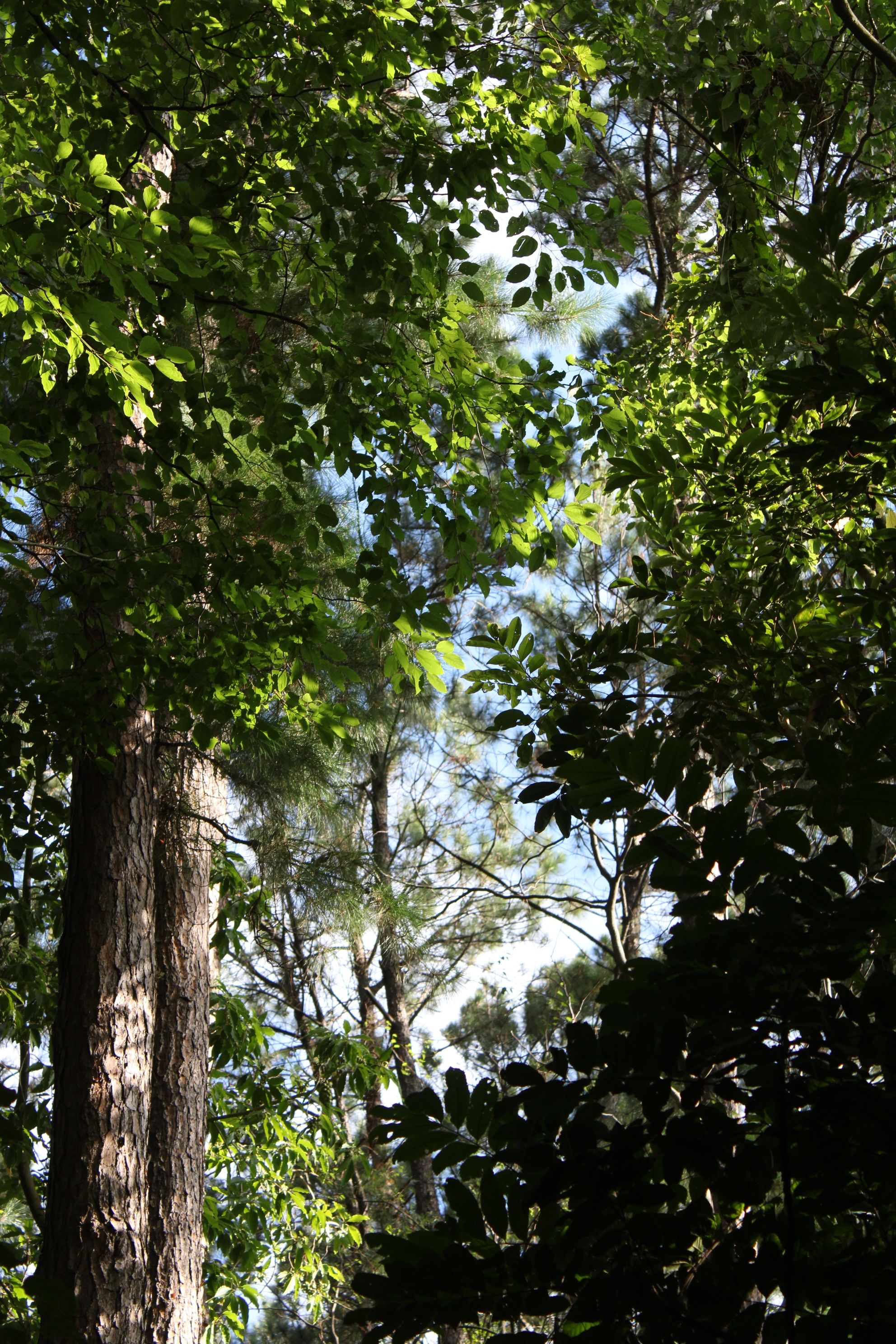 Close-up of Lush Forest Trees · Free Stock Photo