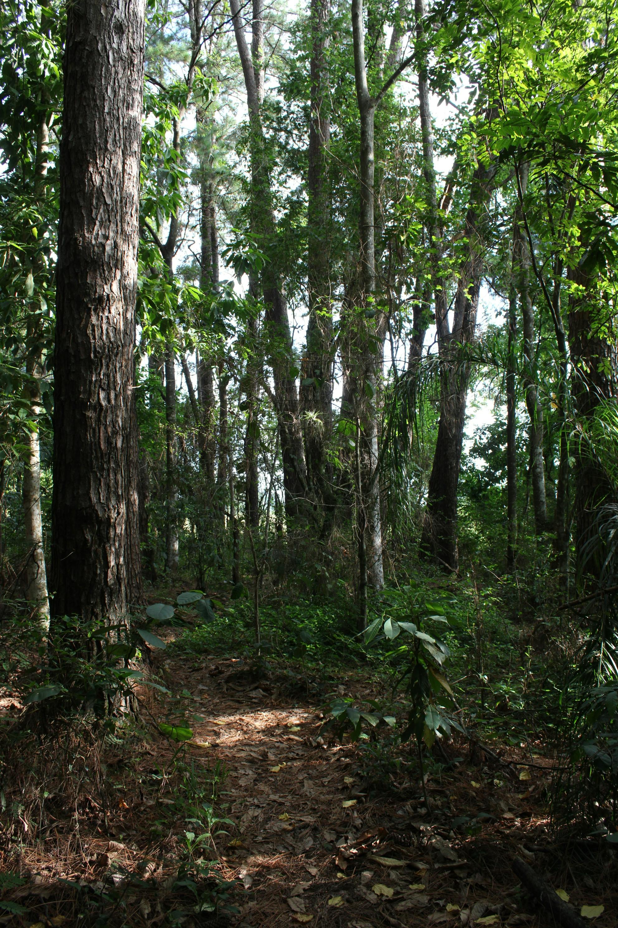 Trees in the Forest · Free Stock Photo