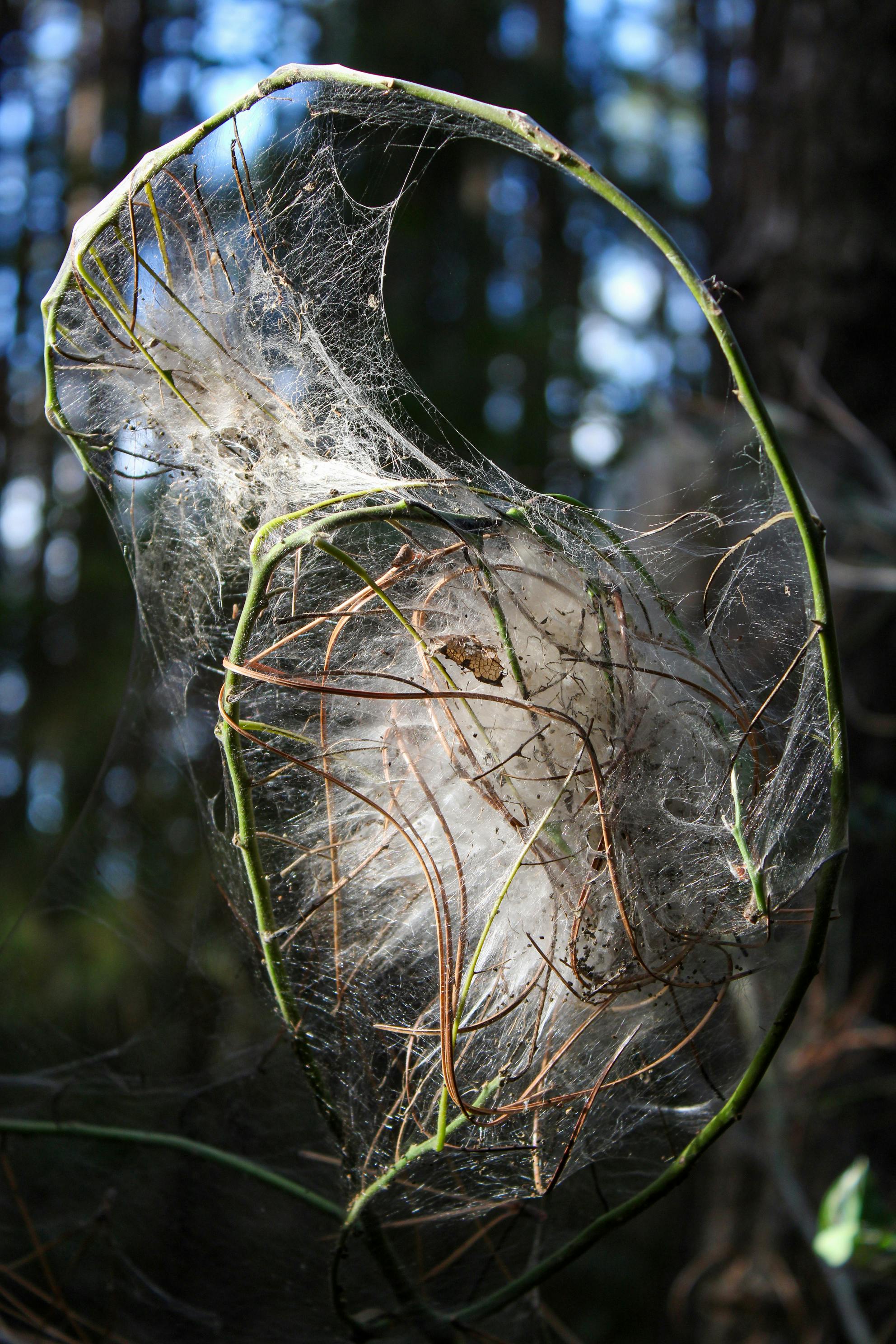 Bush Twigs Wrapped in a Thick Spider Web · Free Stock Photo