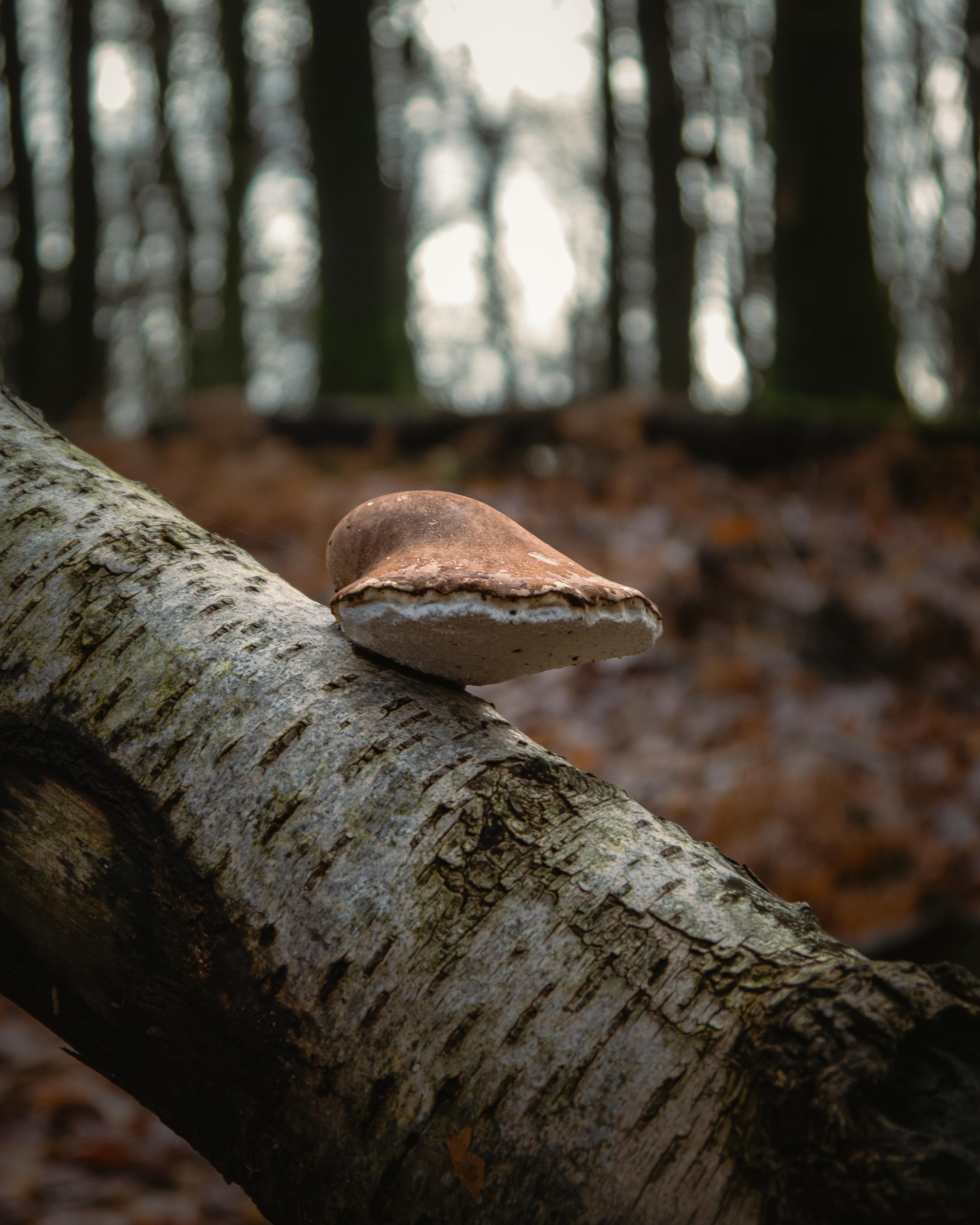 Forest Tree Photos, Download The BEST Free Forest Tree Stock Photos ...