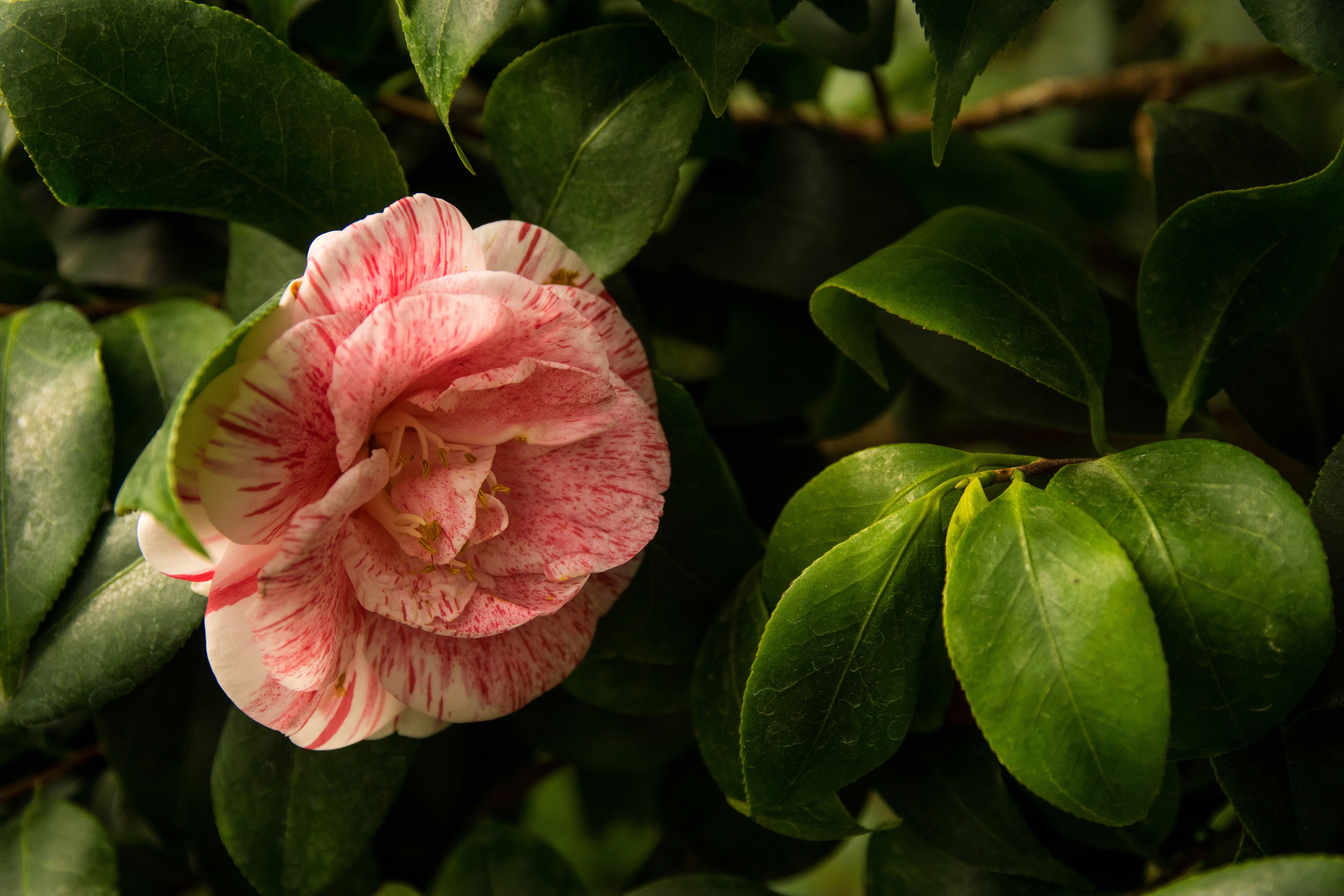 Close-up of a Pink Camellia · Free Stock Photo