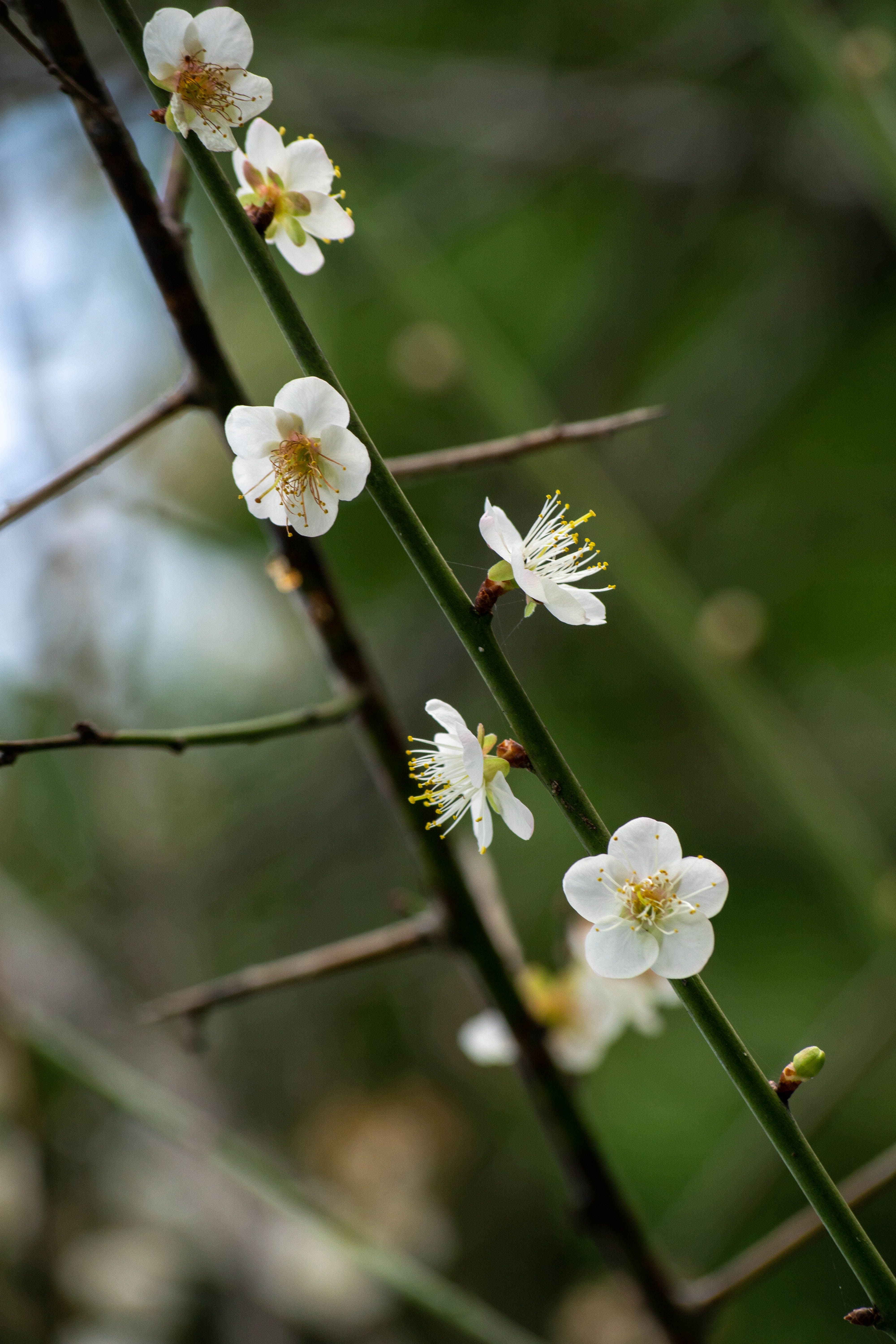 Blossoming Jet Berry Tree · Free Stock Photo