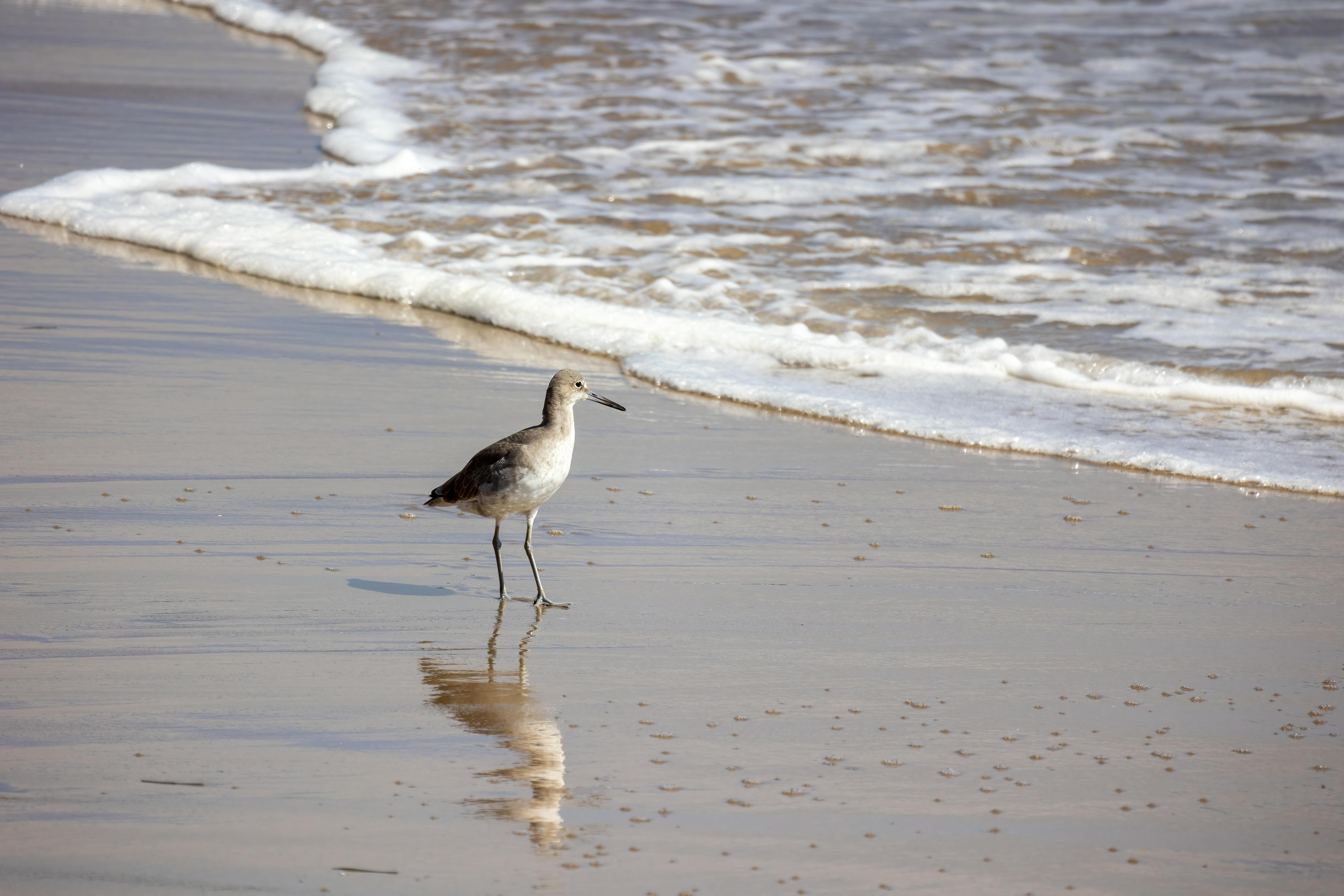 Willets Photos, Download The BEST Free Willets Stock Photos & HD Images