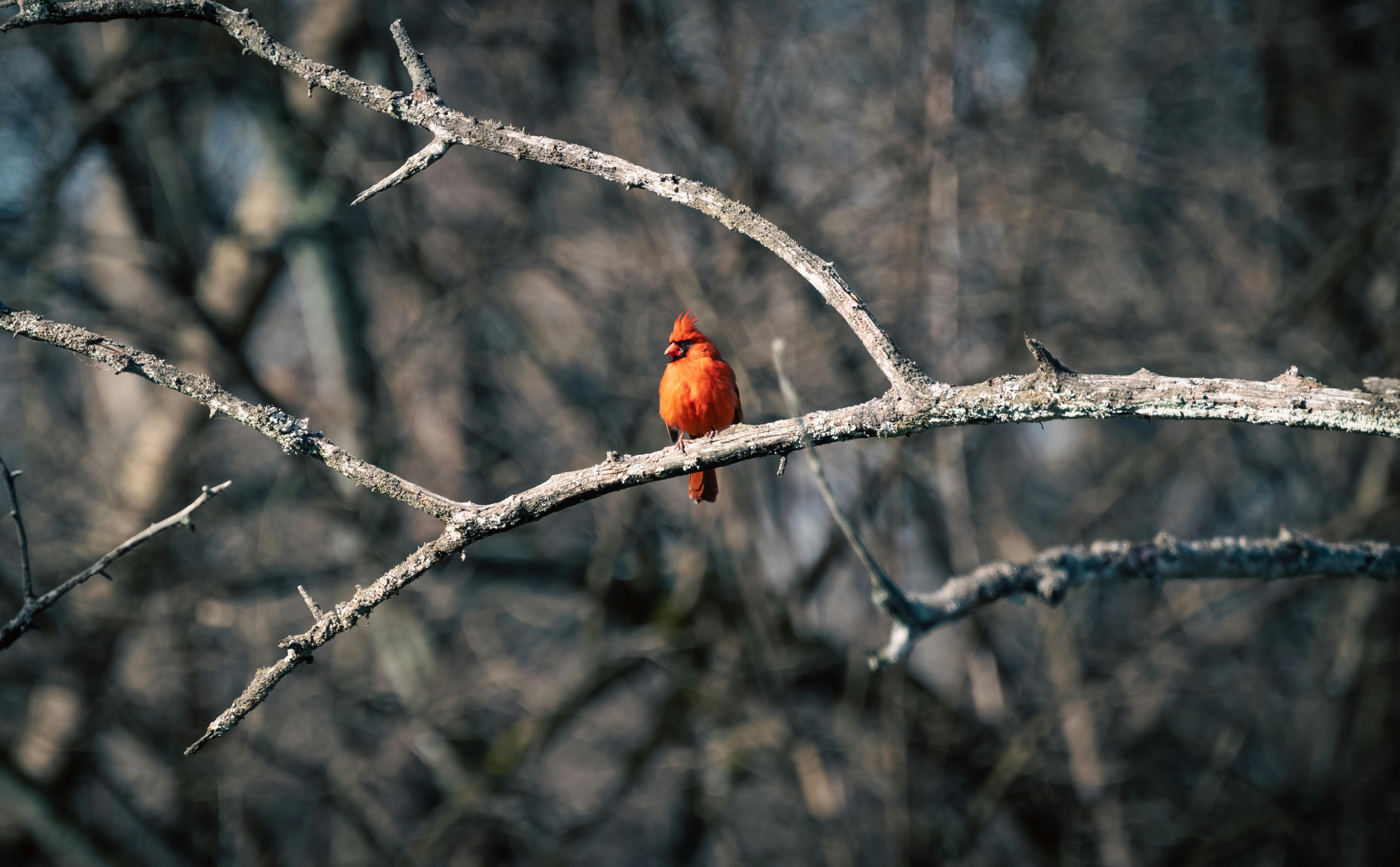 Northern Cardinal Bird on Tree Branch · Free Stock Photo