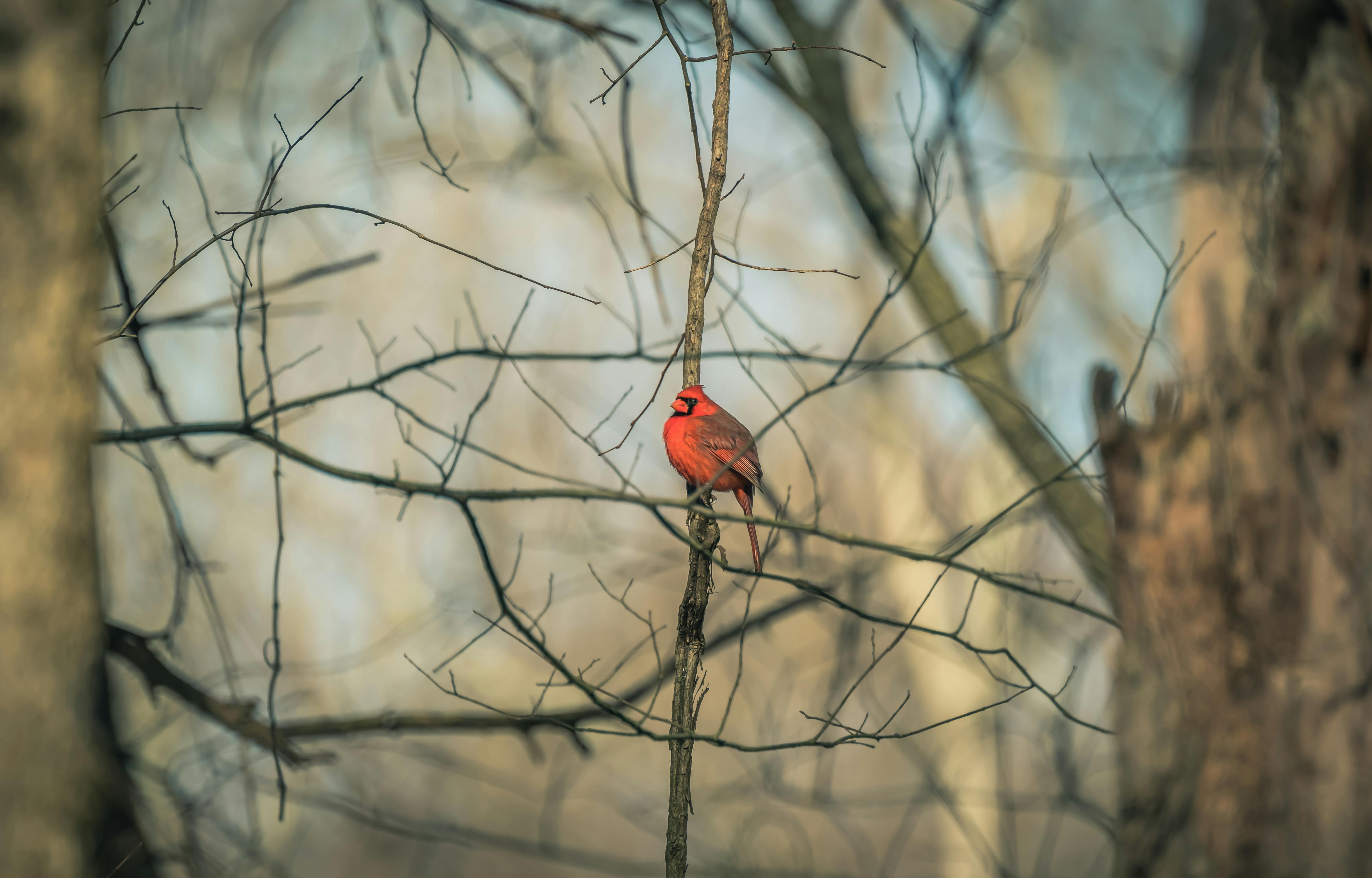 Red Cardinal Perched On Tree Branch · Free Stock Photo