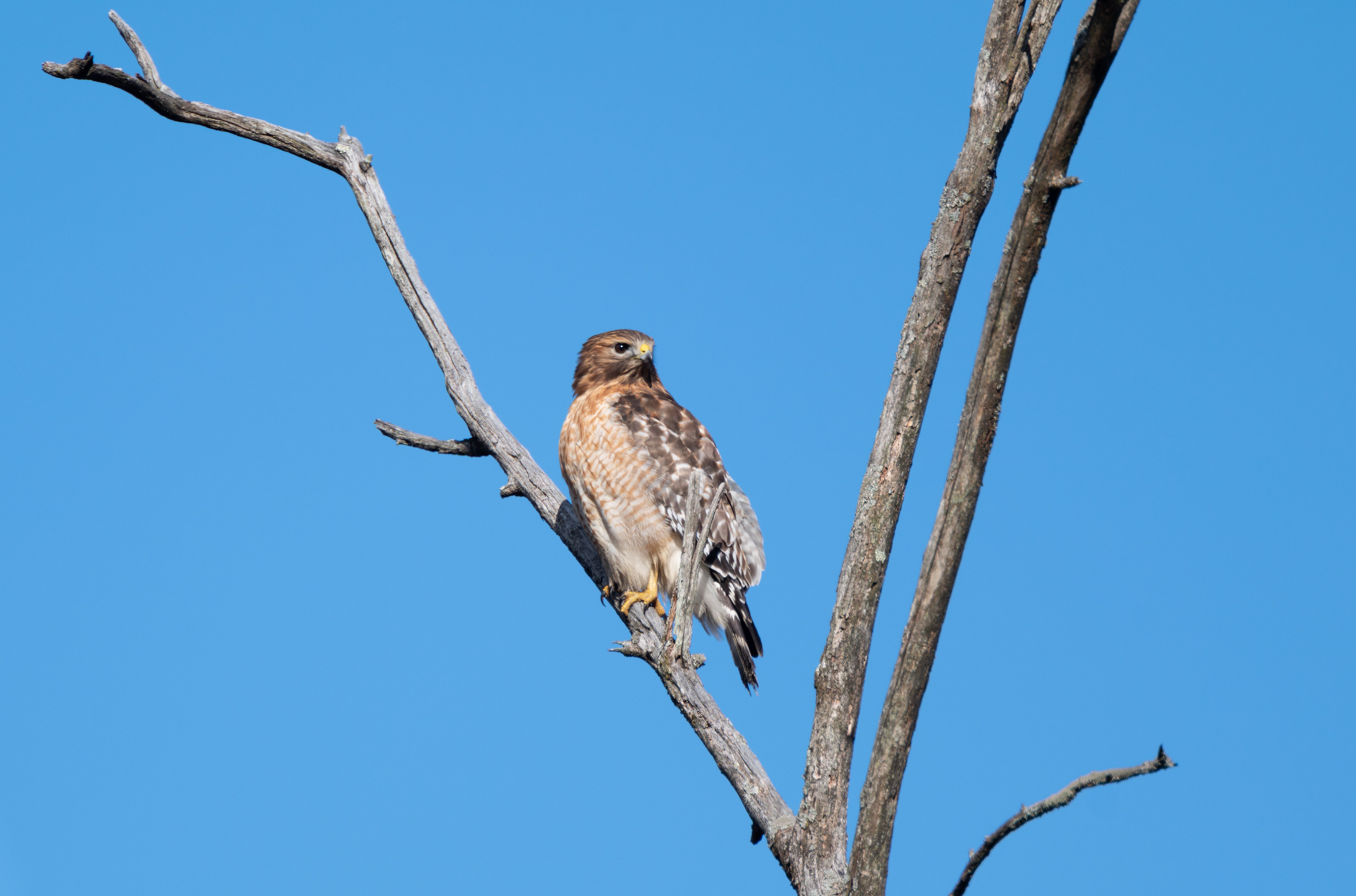 A Hawk Sitting on Top of a Tree · Free Stock Photo